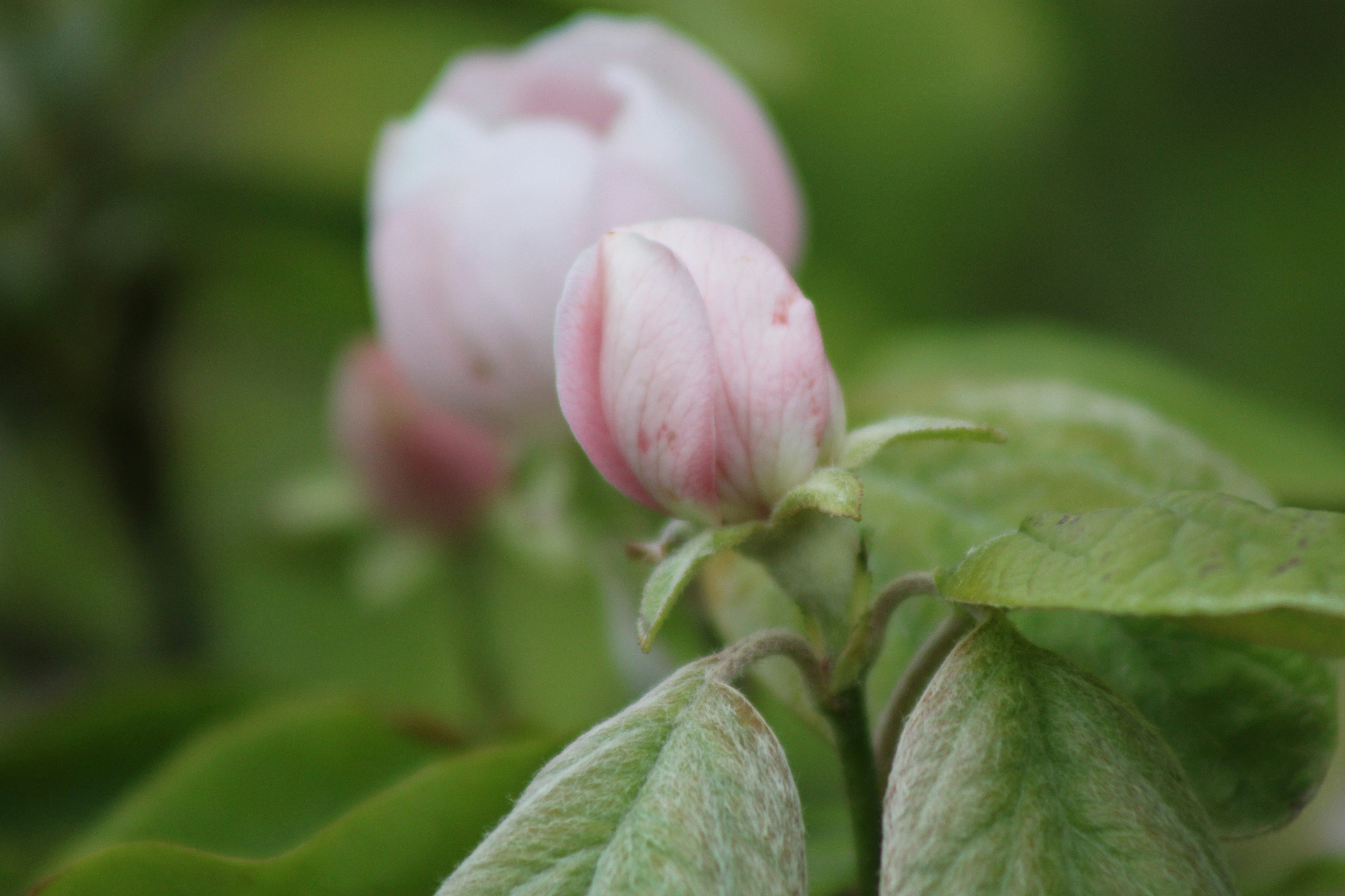 a close up of a pink flower with green leaves