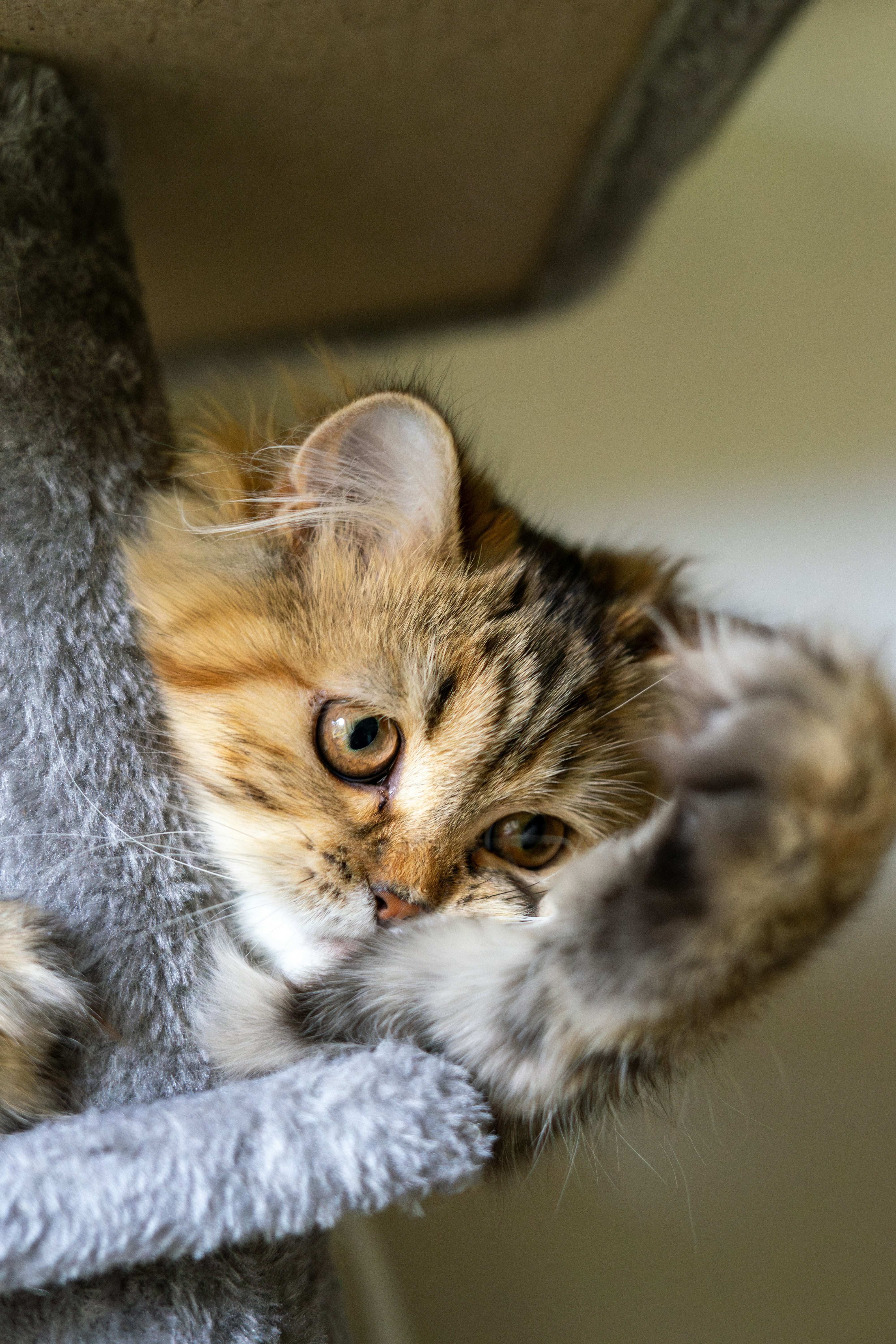 A cat is laying on top of a scratching post photo – Free Germany Image ...