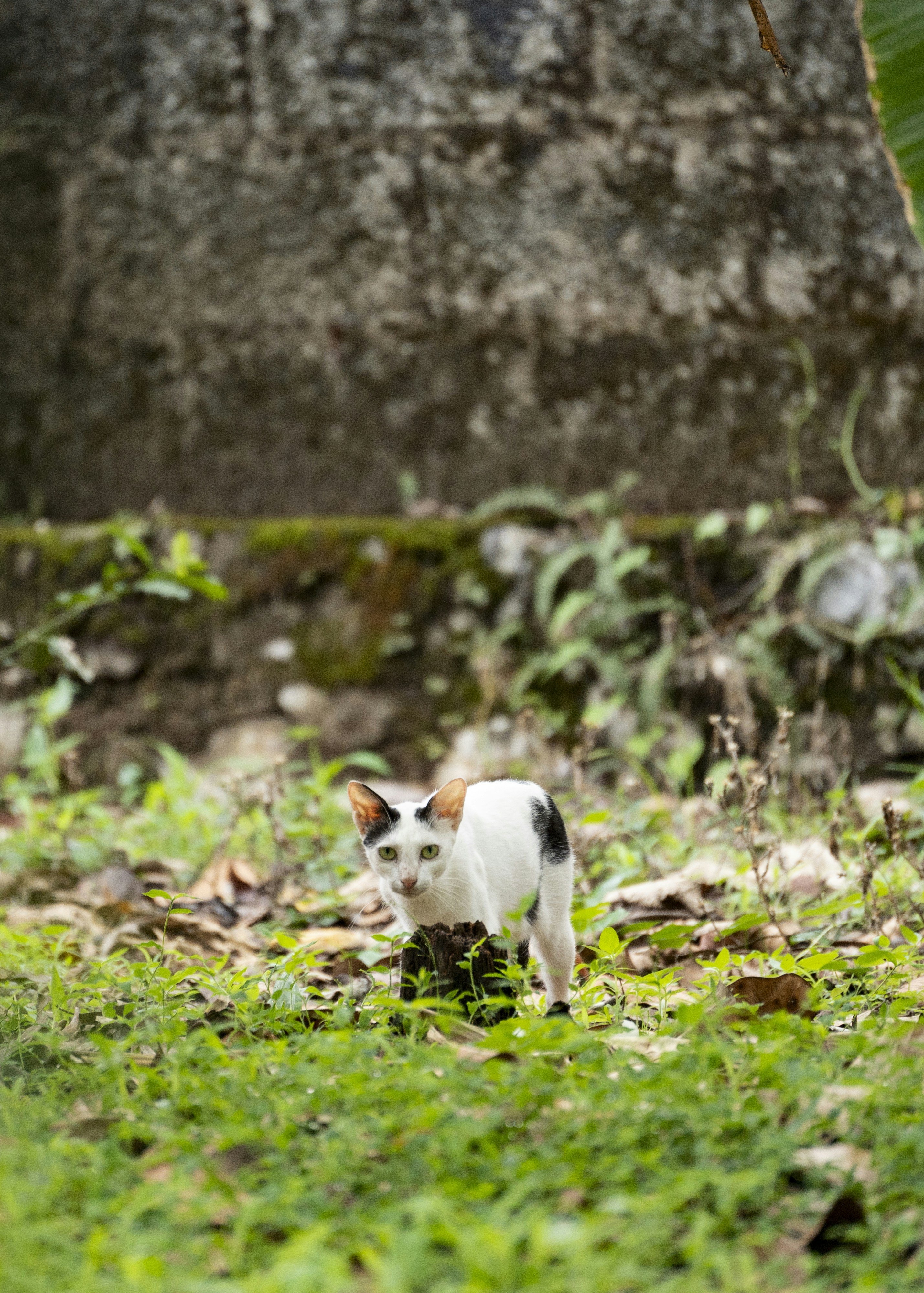 Curious Cat at a Mossy Wall in a Sunlit Garden