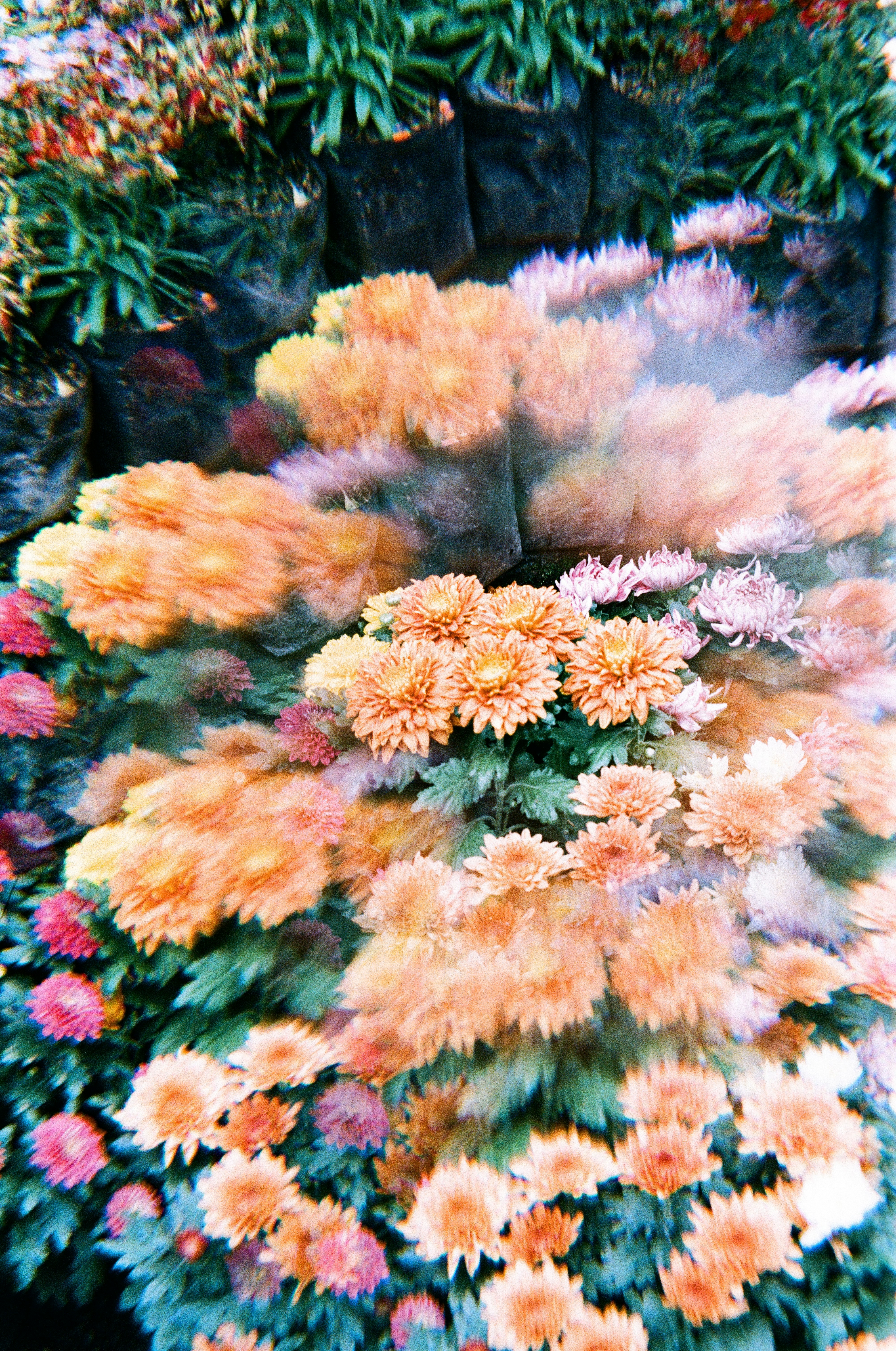 Close-up photograph of a dense bed of orange chrysanthemums, with a soft motion blur creating a painterly, dreamy effect.