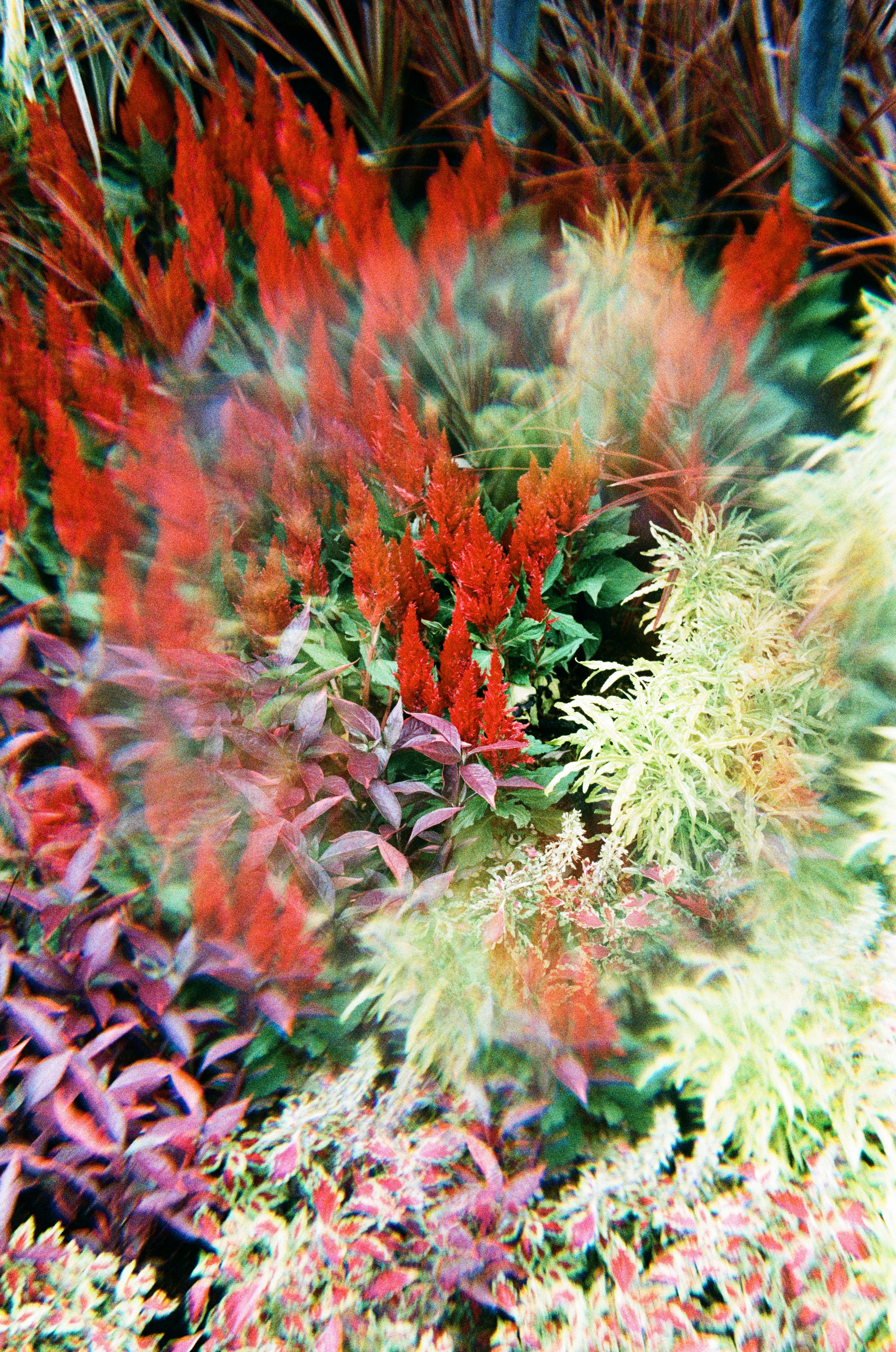 Crimson Spires Amid Neon Foliage: A Kaleidoscopic Garden