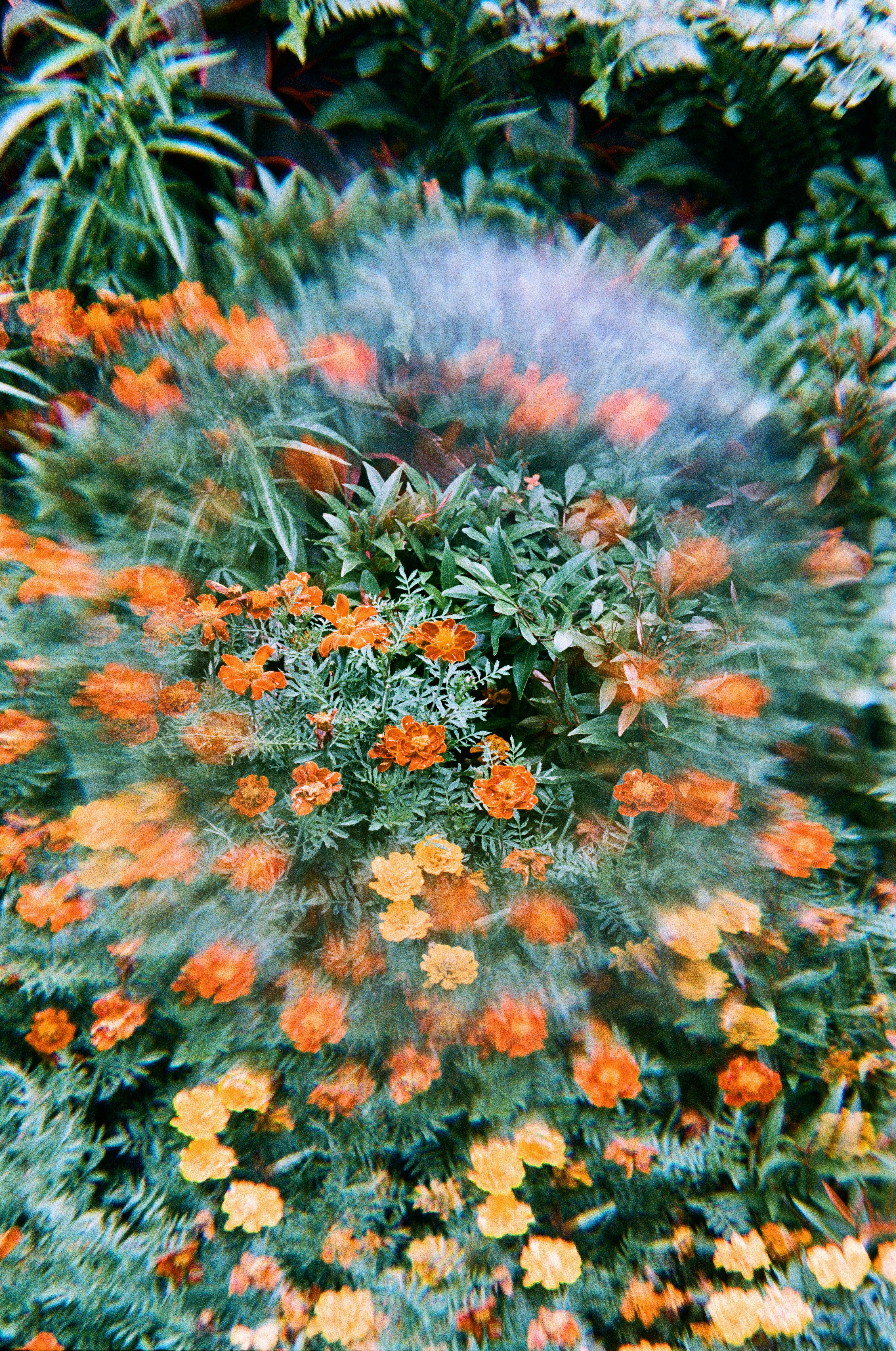 Blooming Vortex: Orange Petals in a Dreamy Garden