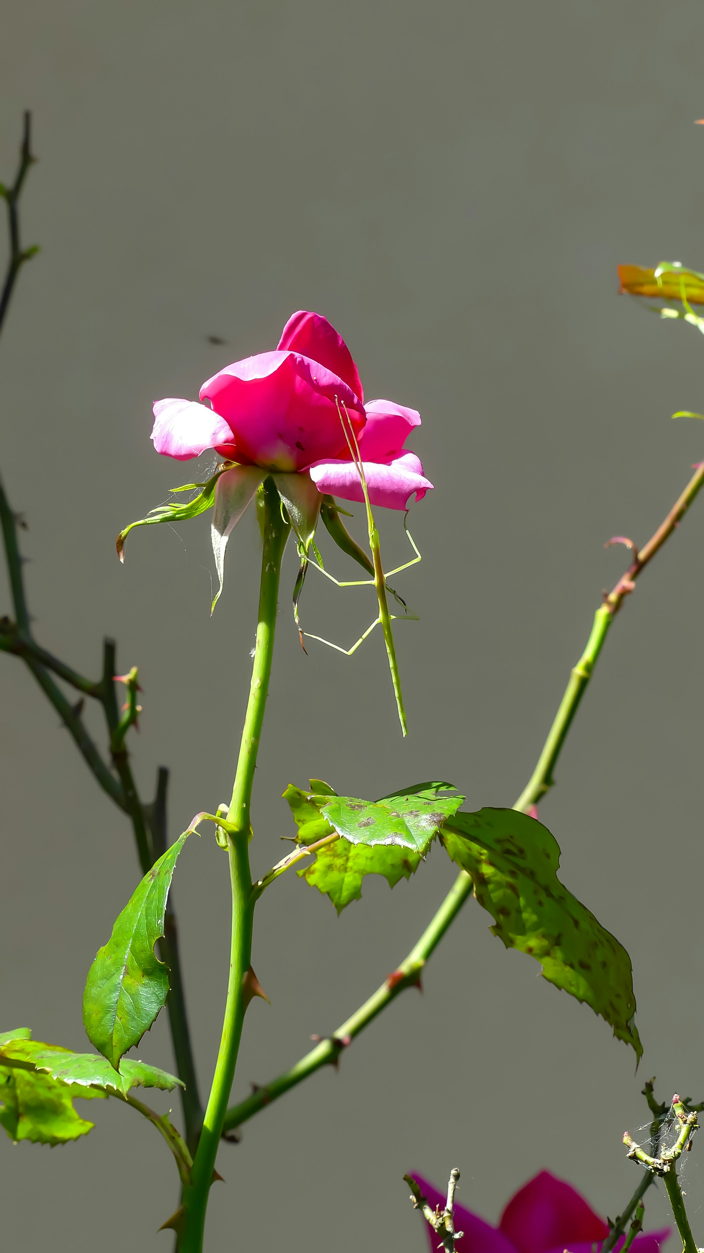 Sample photo from Panasonic Lumix FZ300