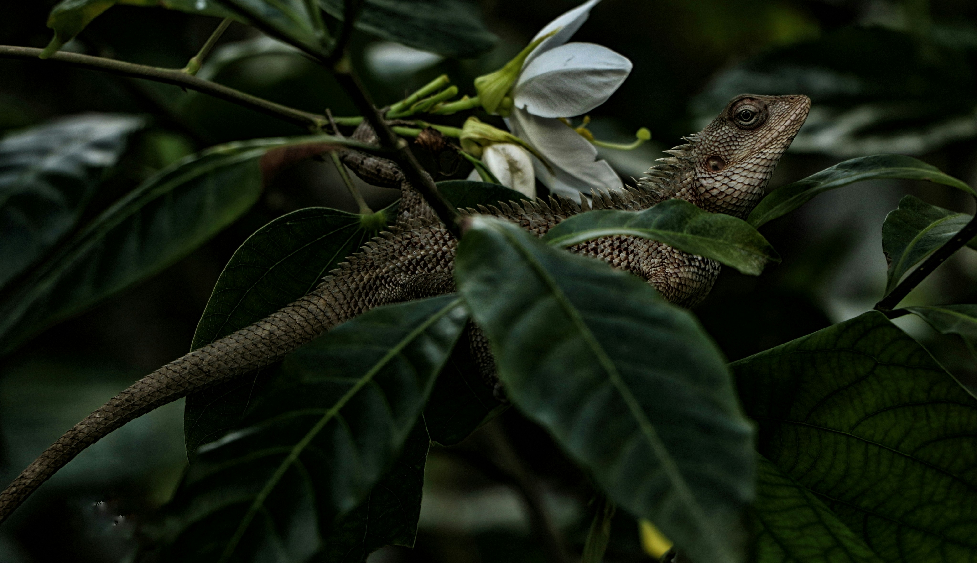 Dappled Shade Stalker: A Lizard Peeking Through Verdant Veins