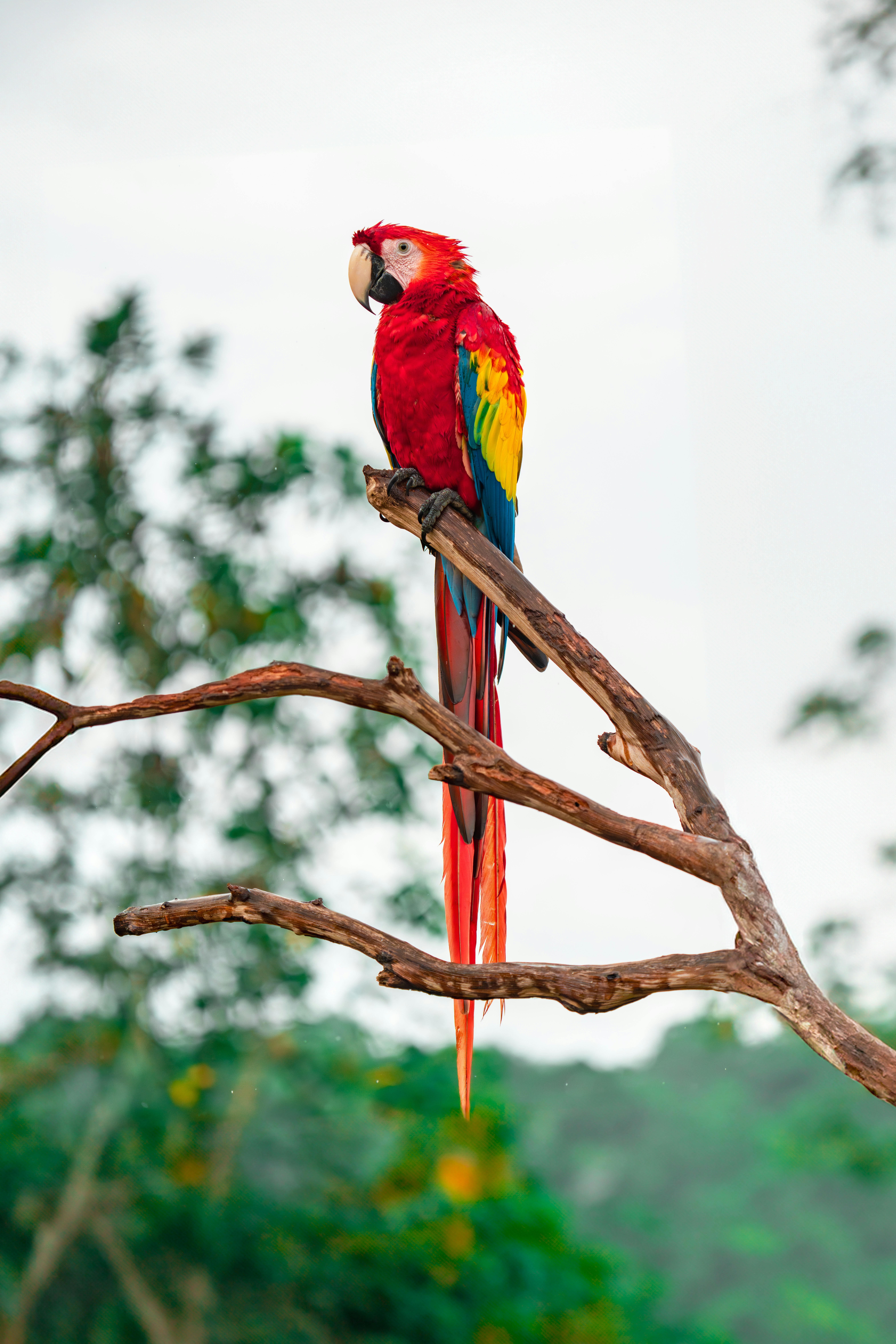 A red and yellow parrot sitting on top of a tree branch photo – Free ...