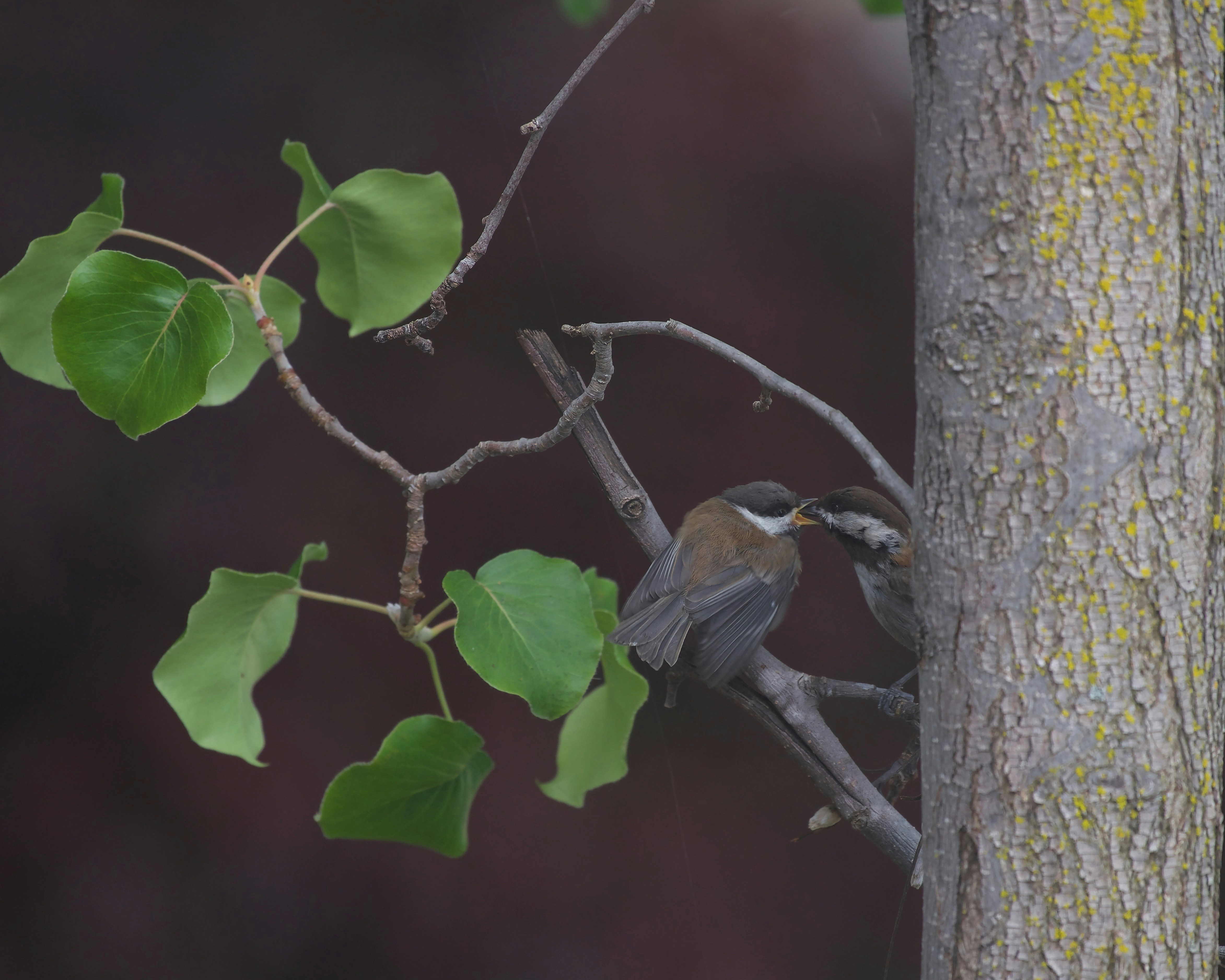 Branchside Stillness: a tiny passerine on a forked limb beside a moss-dusted trunk