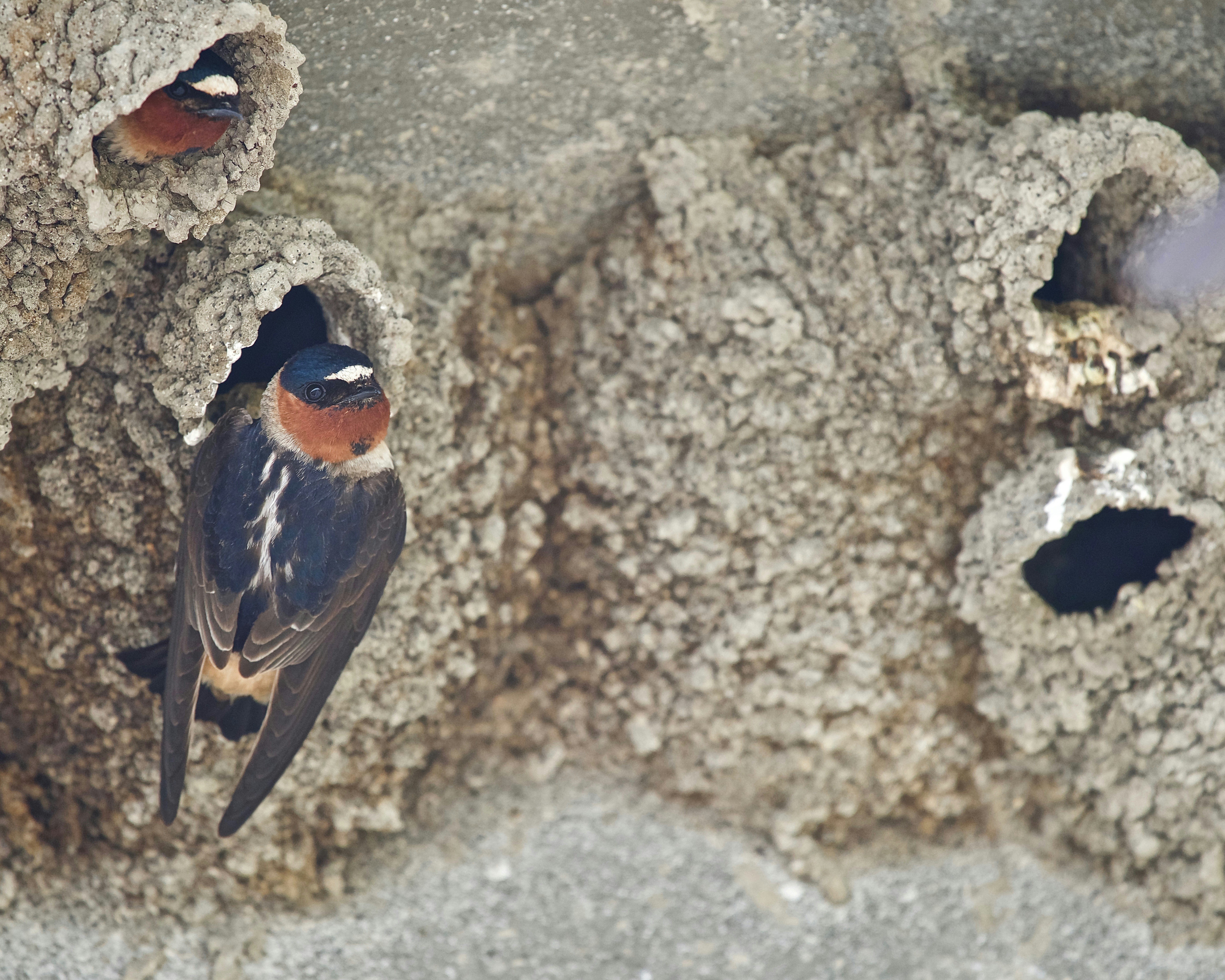 Getting ready for the babies