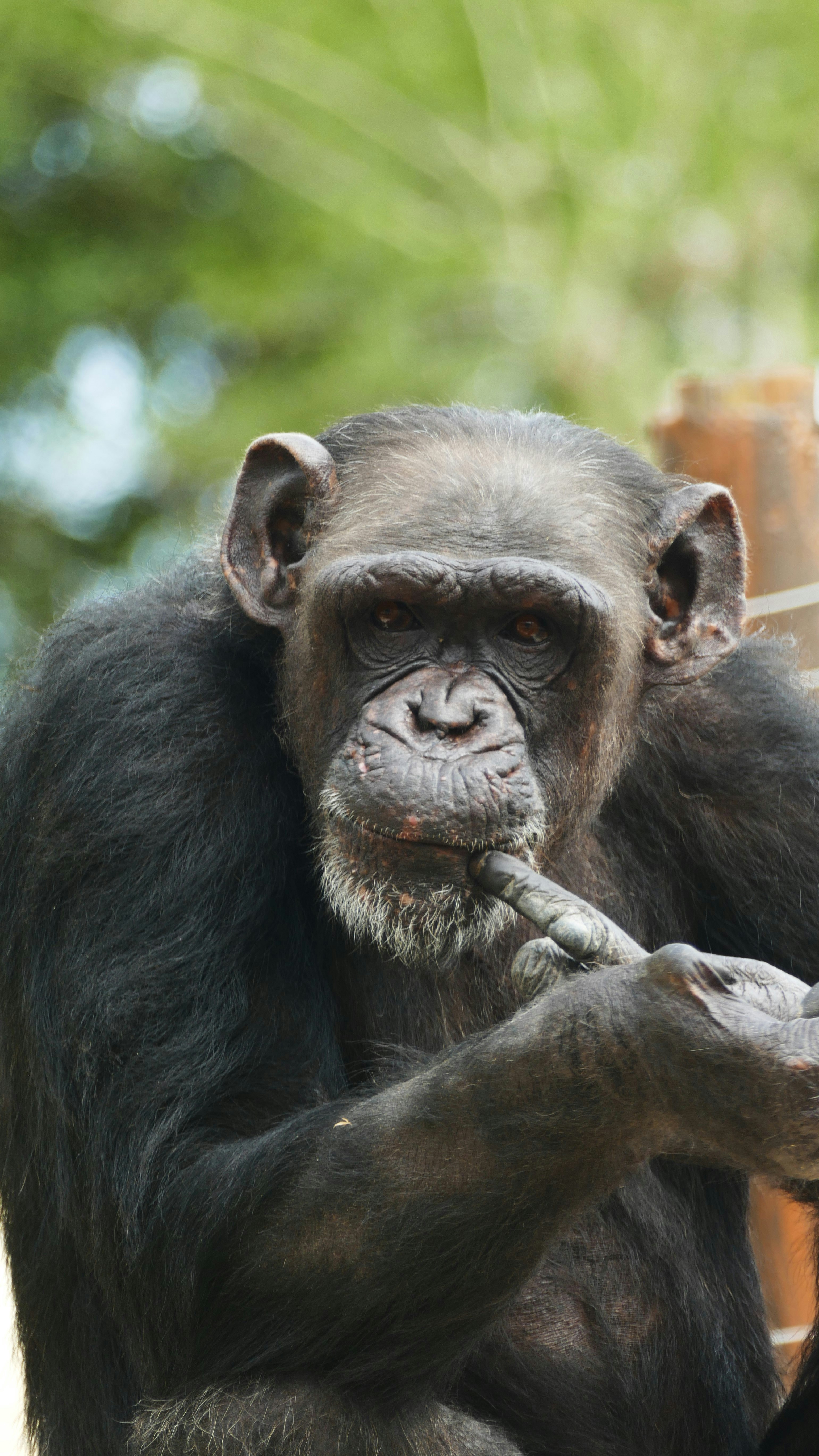 A black chimpan holding a piece of wood photo – Free Animal Image on ...