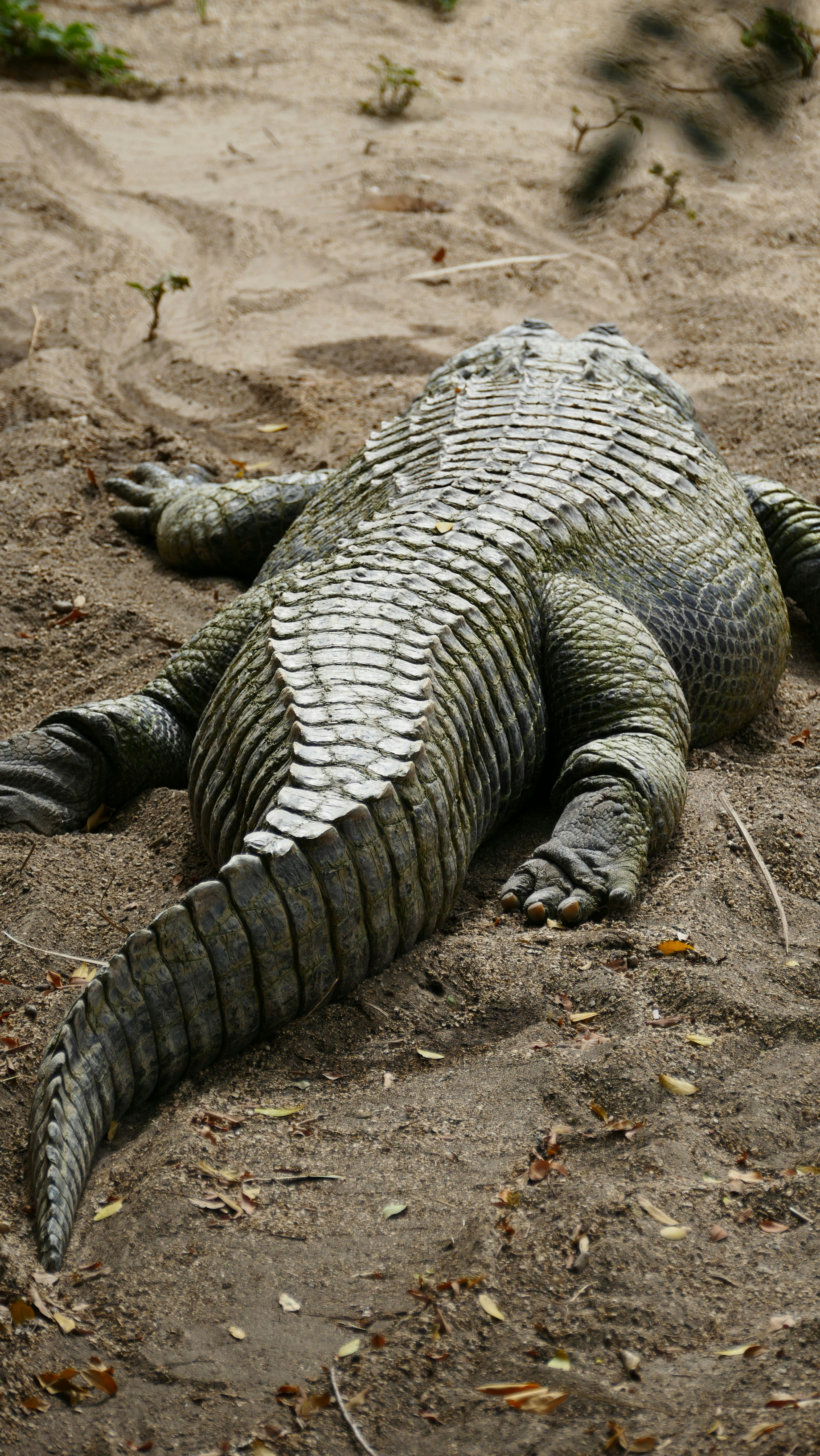 Armored Rest: Crocodile Sprawled on Sun-Warmed Sand