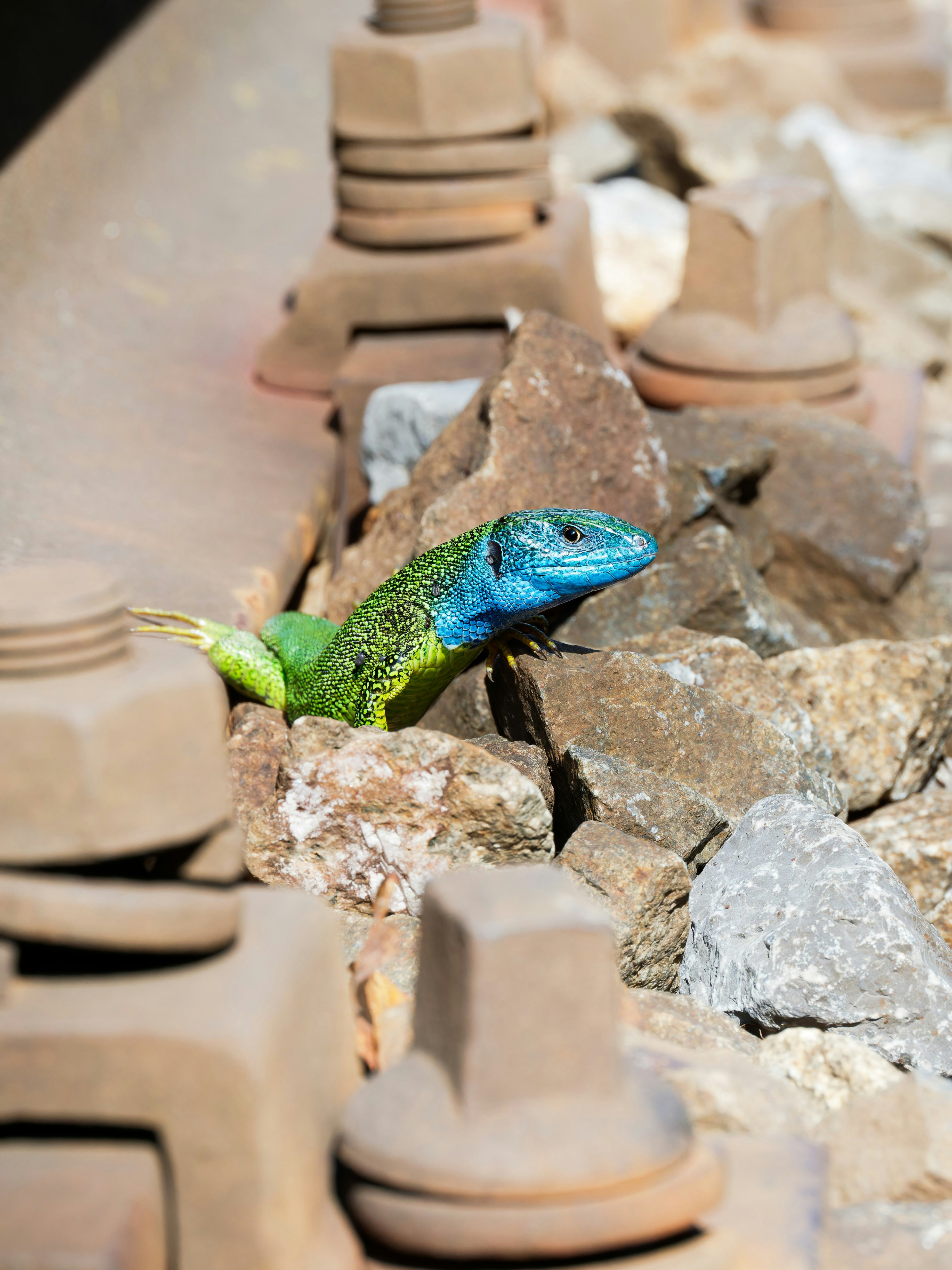A blue and green lizard sitting on top of a pile of rocks photo – Free ...