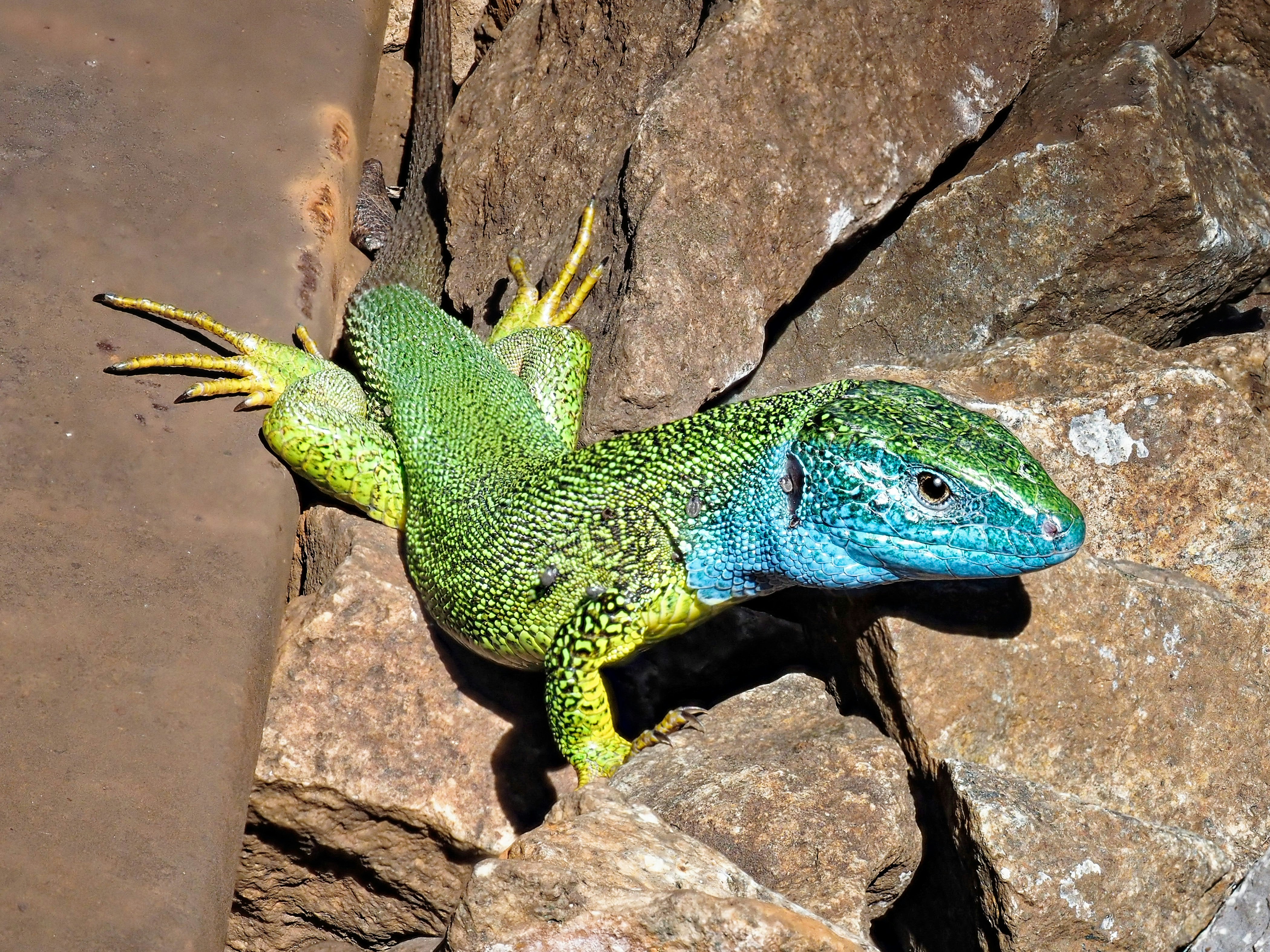 Emerald Sentinel: The Colorful Lizard Among Stones