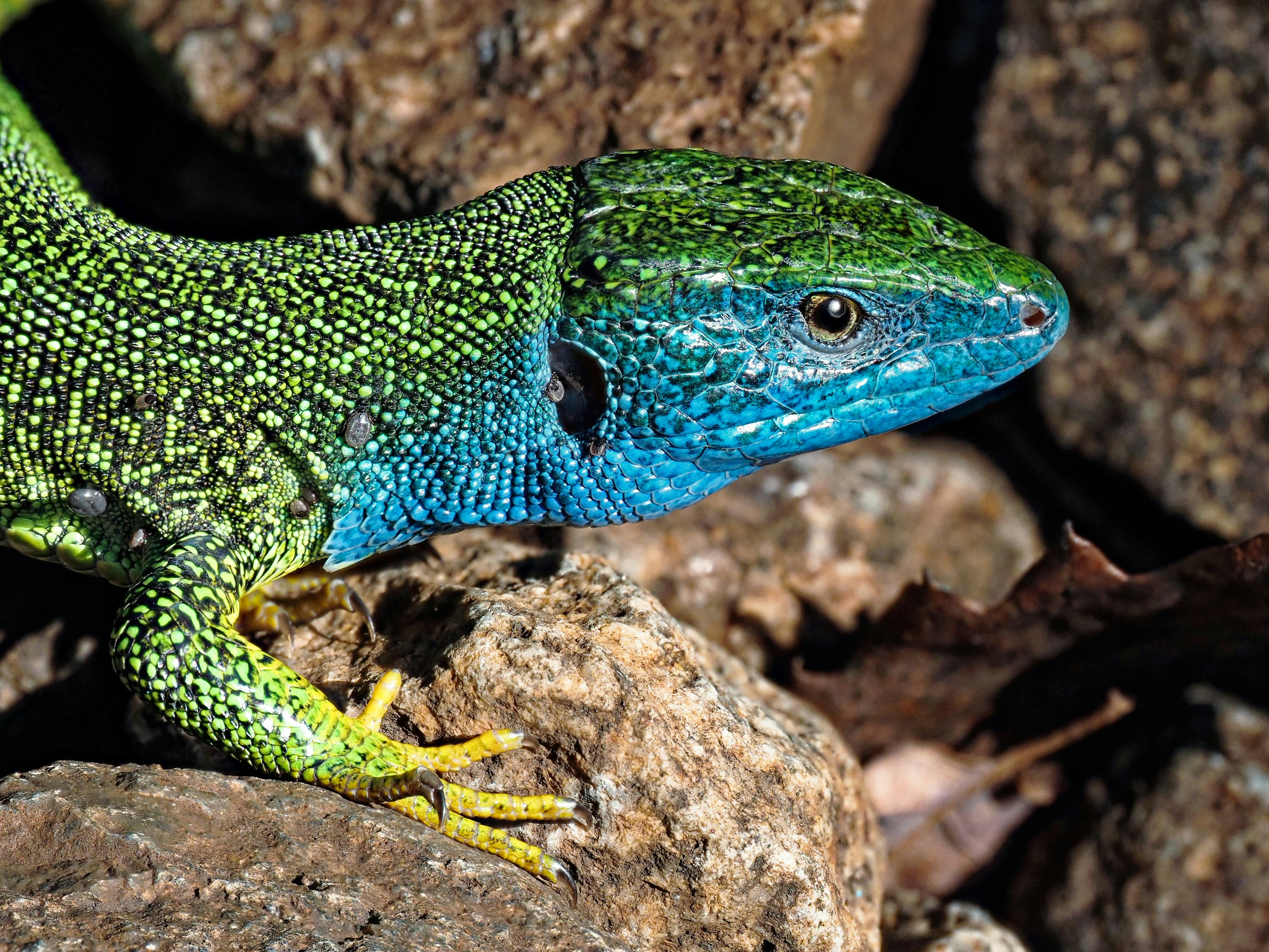 Un lézard vert et bleu assis au sommet d’un rocher photo – Image ...