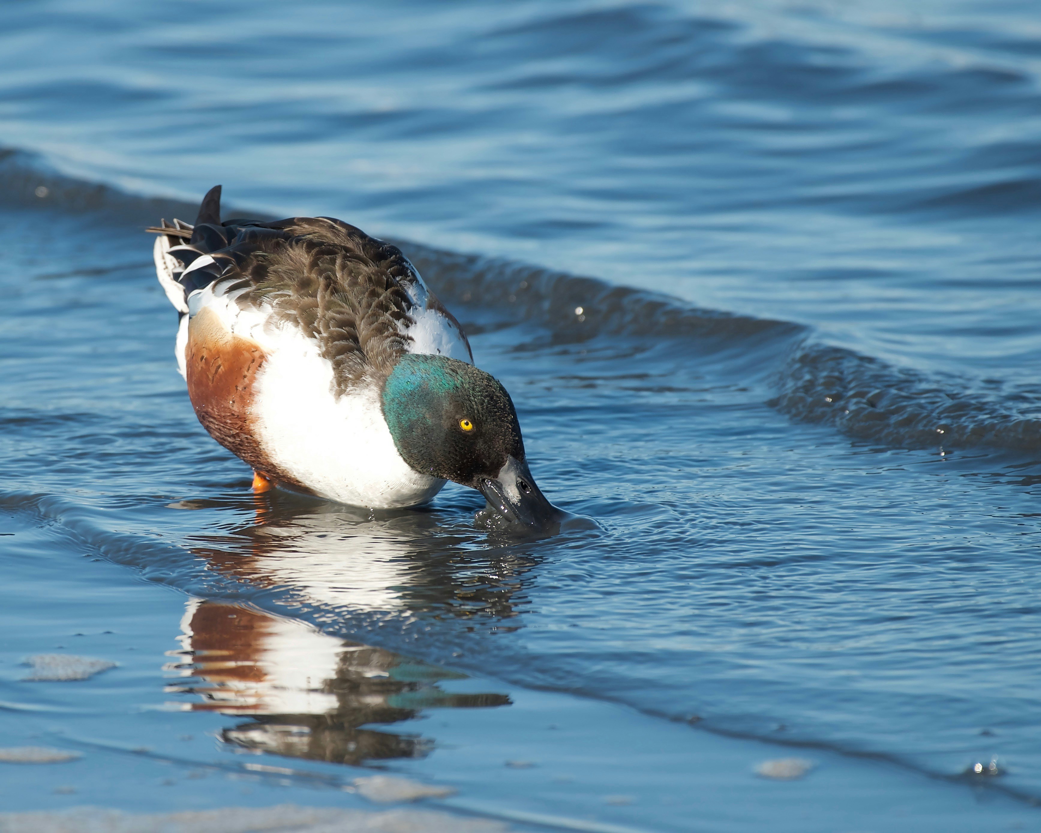 The Foraging Shoveler: A Moment in Nature