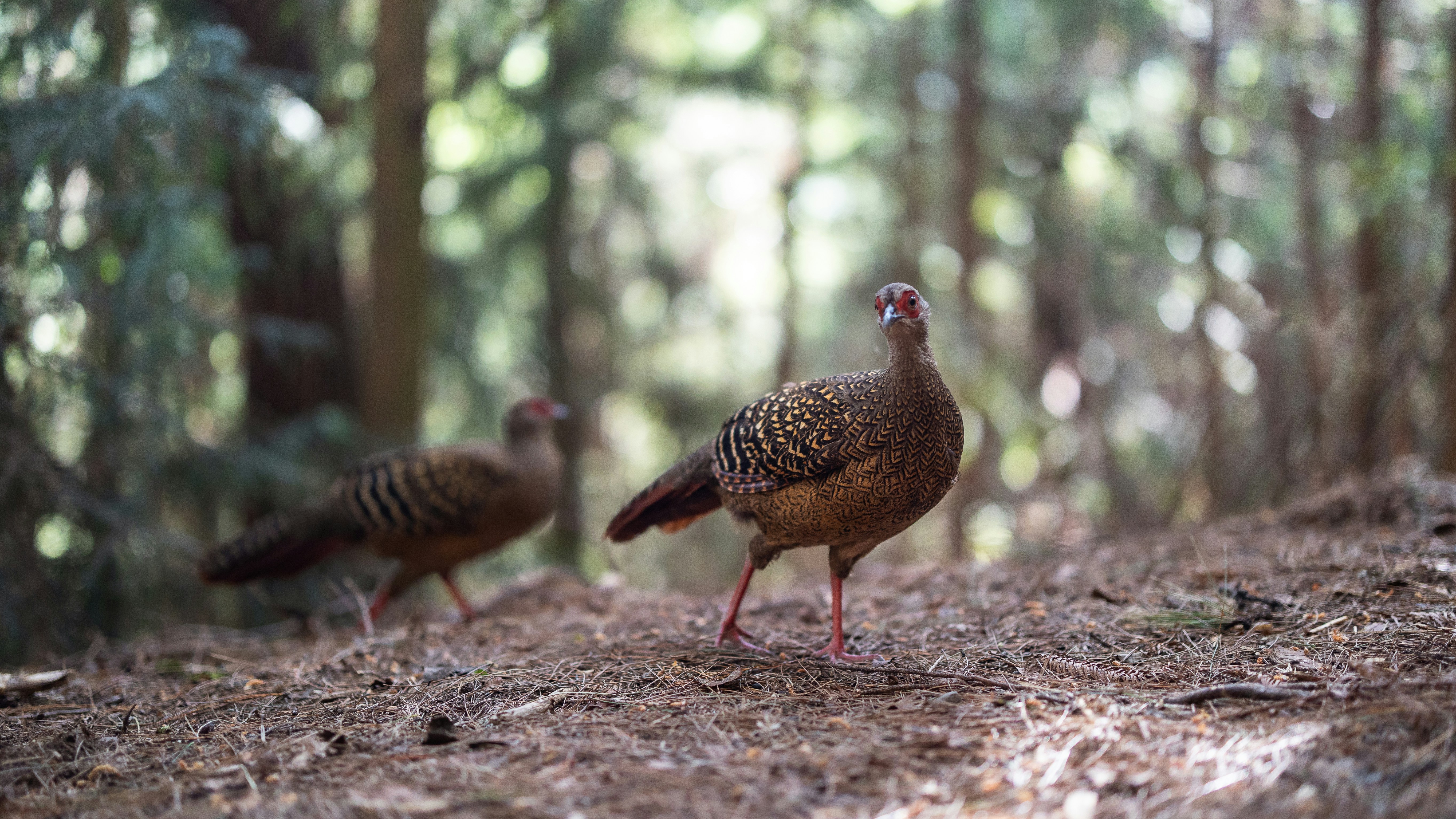 "Girls" While walking through Shei-Pa Forests, you can encounter Swinhoe's pheasants. These birds are unafraid of people and go about their business undisturbed.