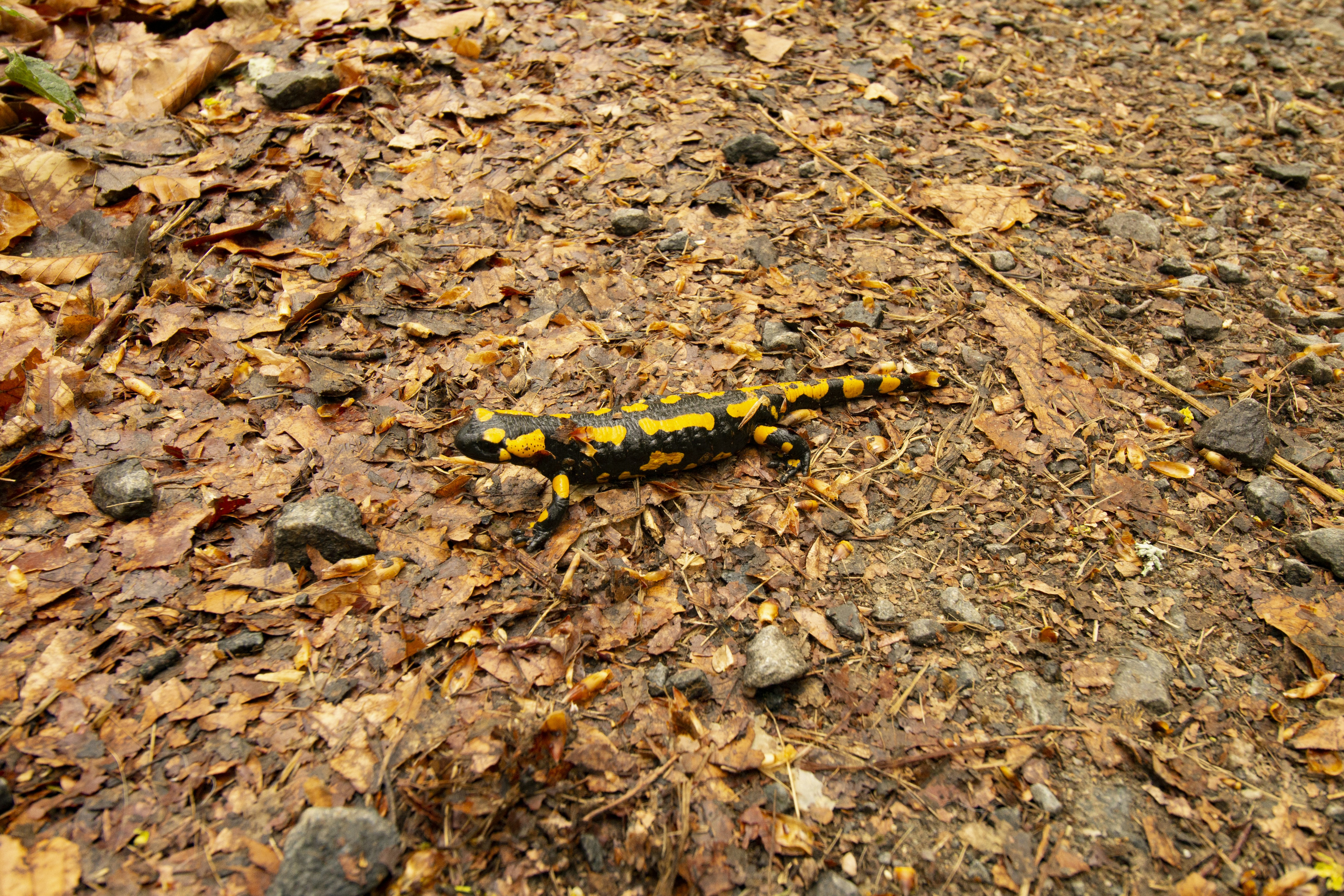 Fire Salamander on a Damp Leaf-Litter Stage