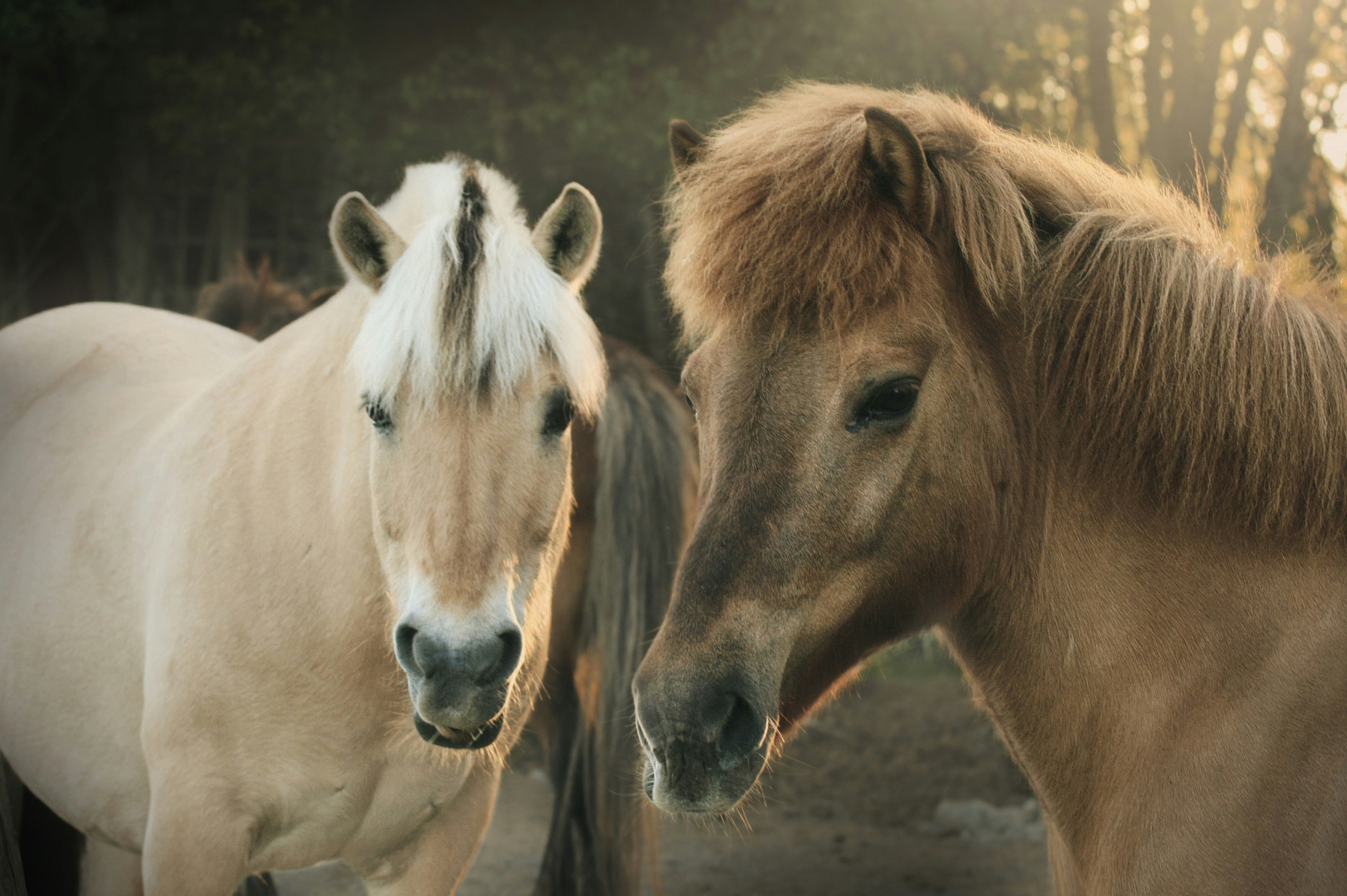 A couple of horses standing next to each other photo – Free Animal ...