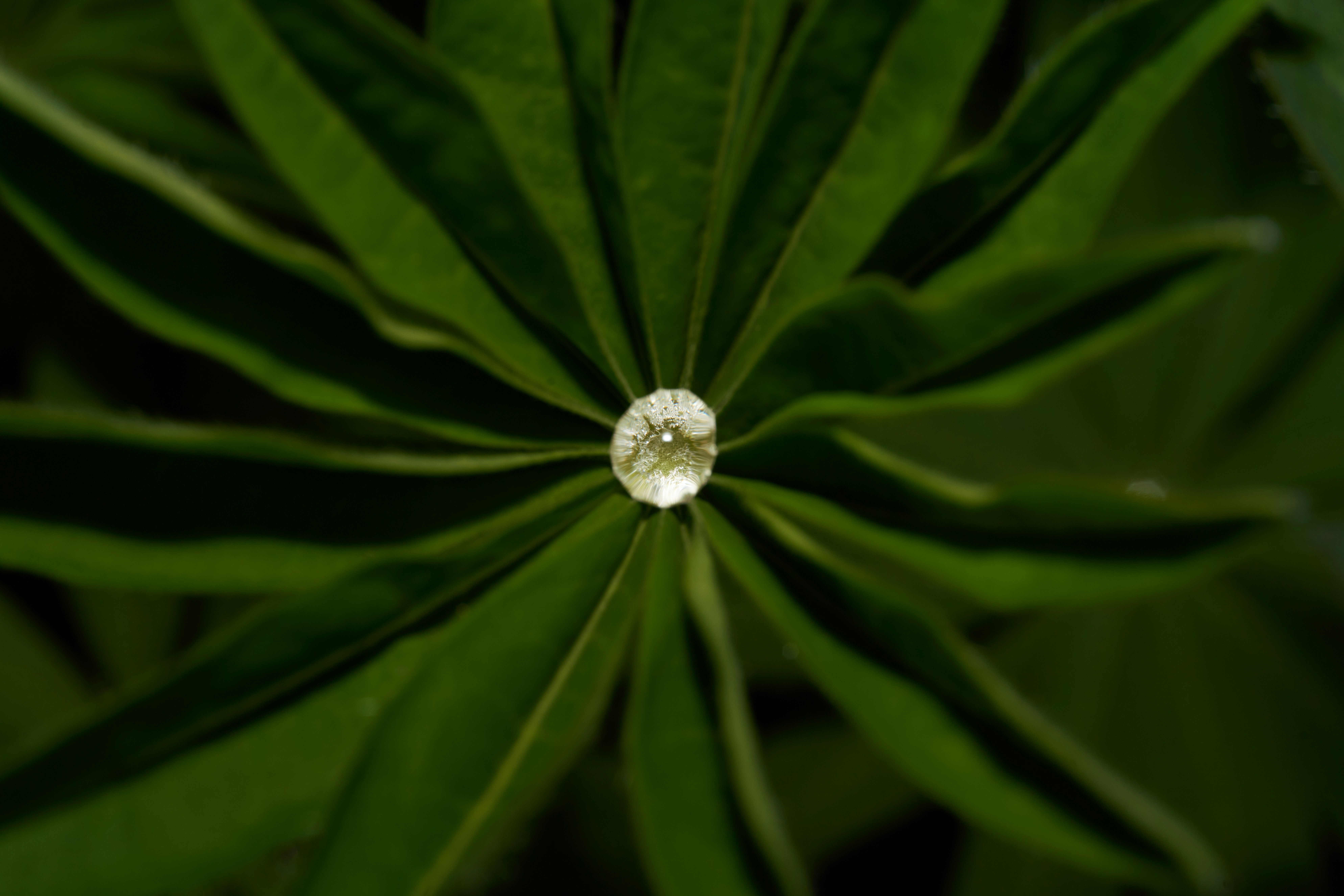 Verdant Rosette: The Droplet at the Leaf's Heart