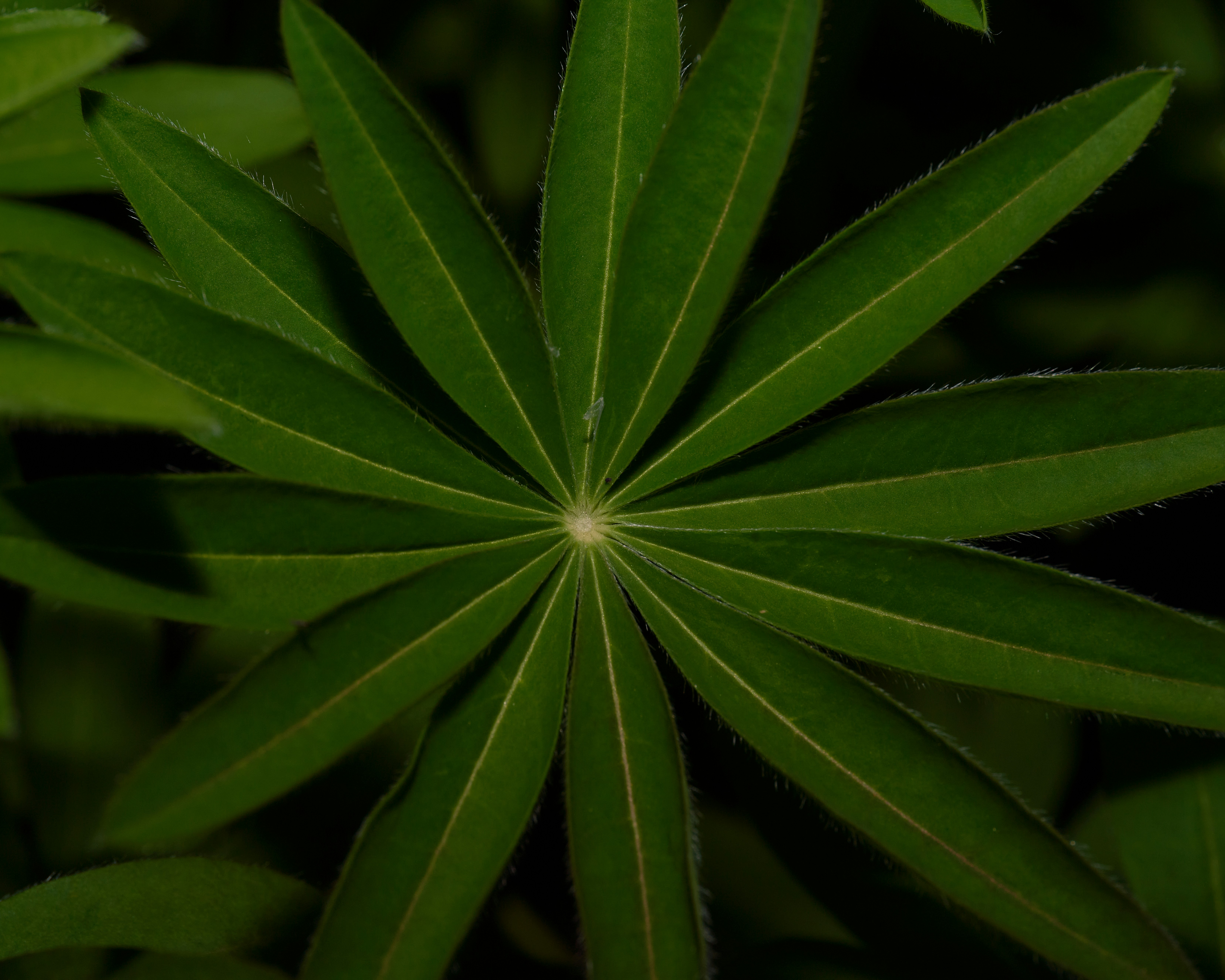 Convergence at the Center: Close-Up of a Palmate Green Leaf