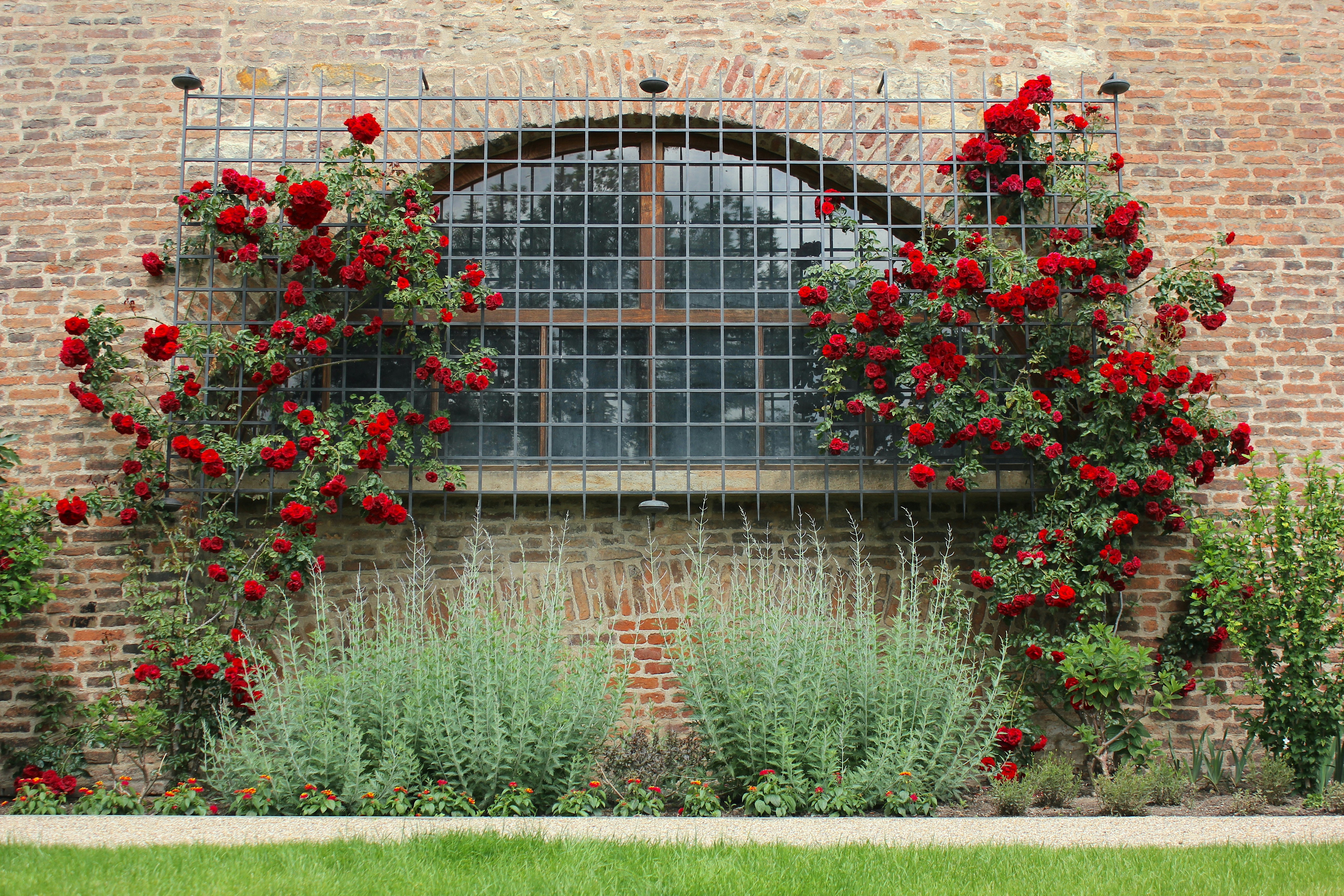 Crimson Archway Framed Window: Roses, Brick, and Lavender in Bloom