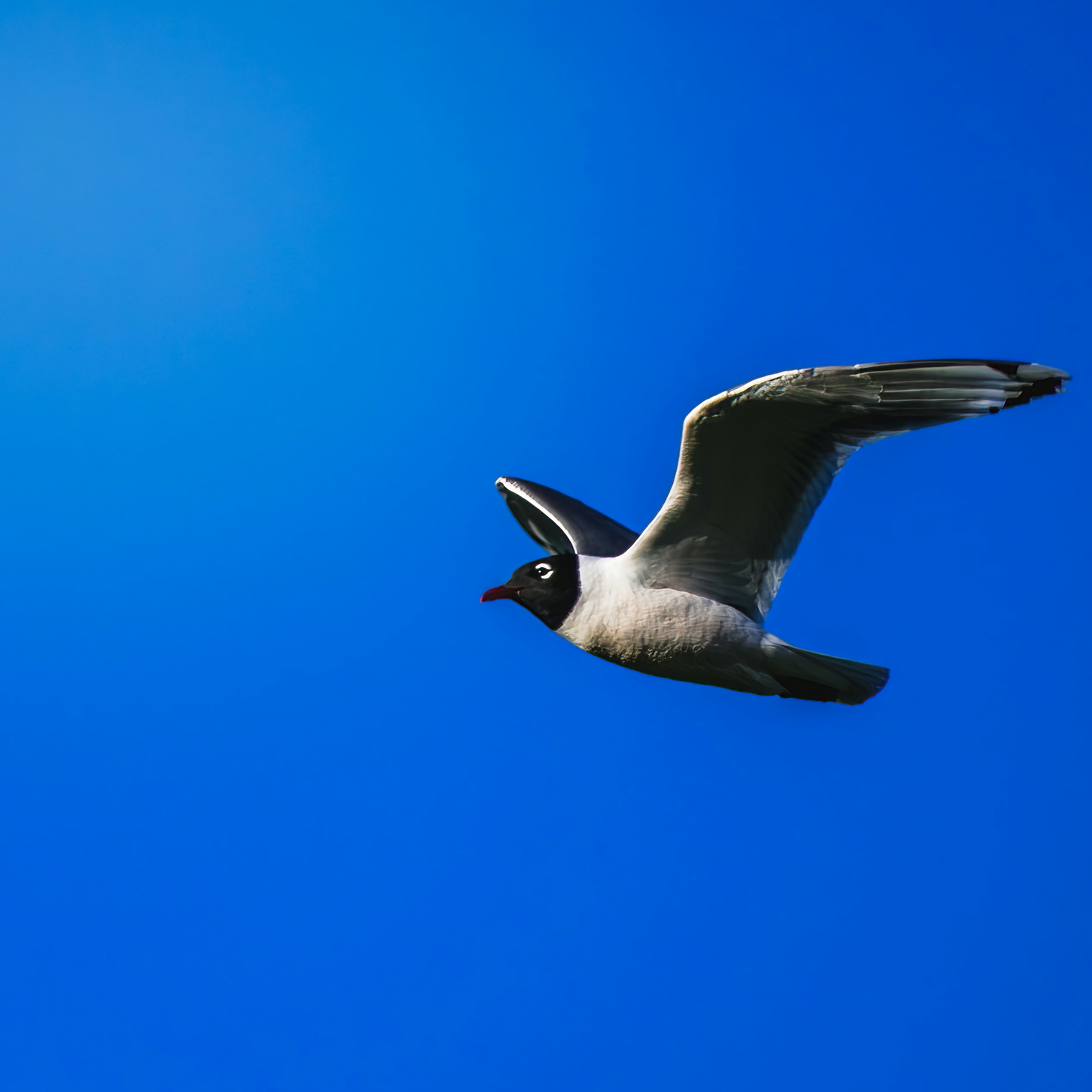 Cobalt Glide: Seagull in a bold wingbeat across a clear blue sky