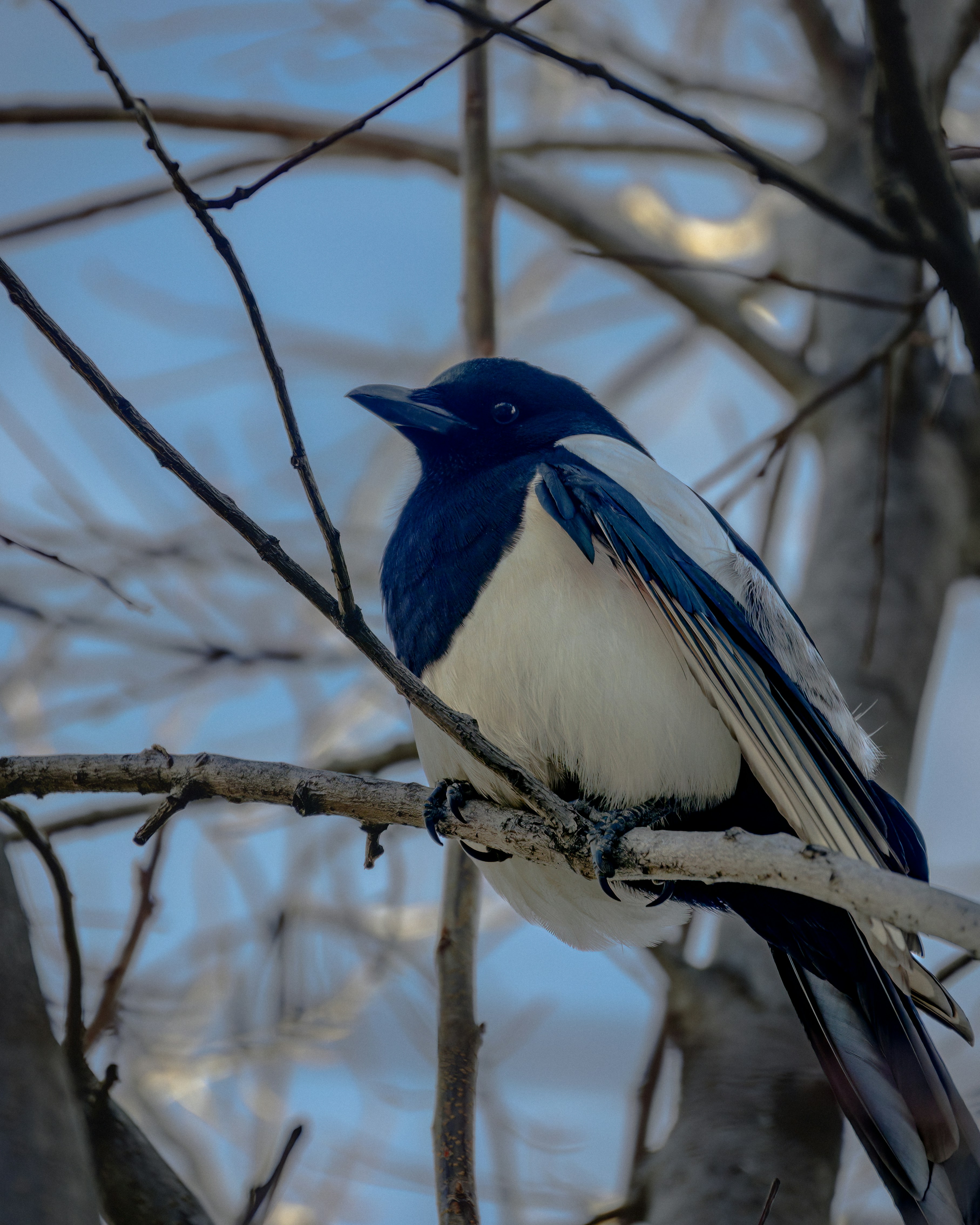 Azure Accent on a Bare Branch: A Blue Jay Portrait