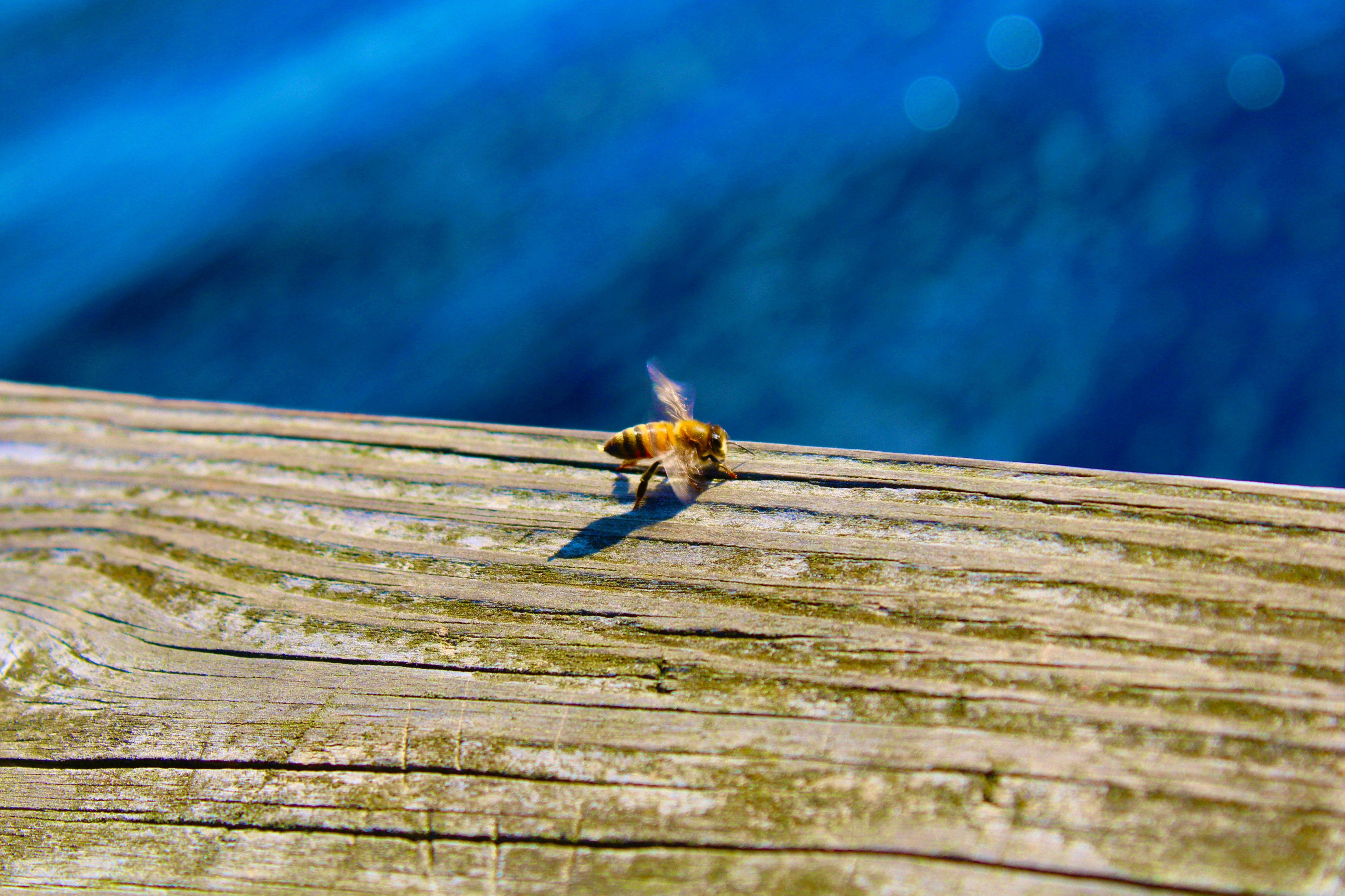 Bee on a Weathered Rail, Quietly Framed by a Cobalt Blur