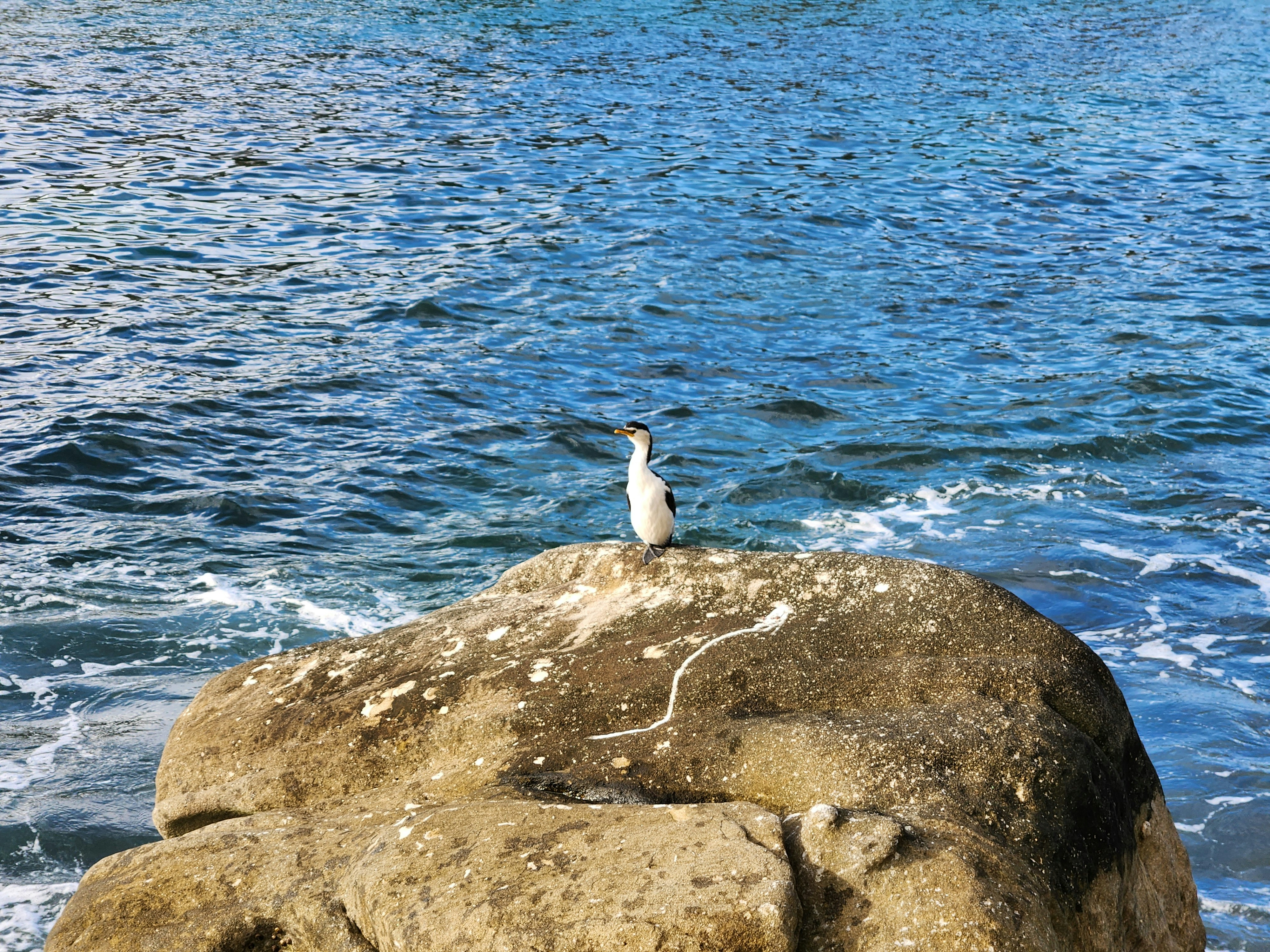 A bird is sitting on a rock near the water photo – Free Manly beach ...