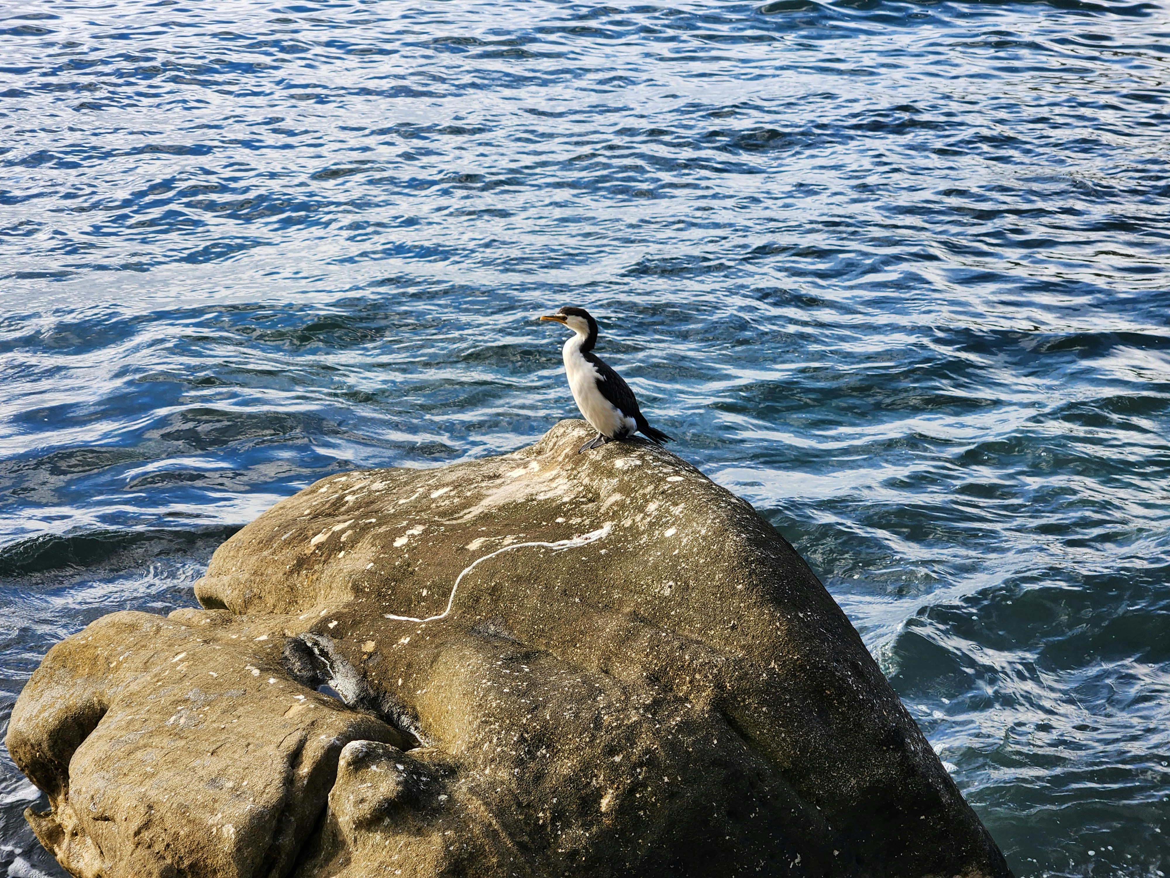 A penguin-like seabird perches on a sunlit rock beside a rippling blue sea. The composition highlights the bird against weathered stone and moving water.