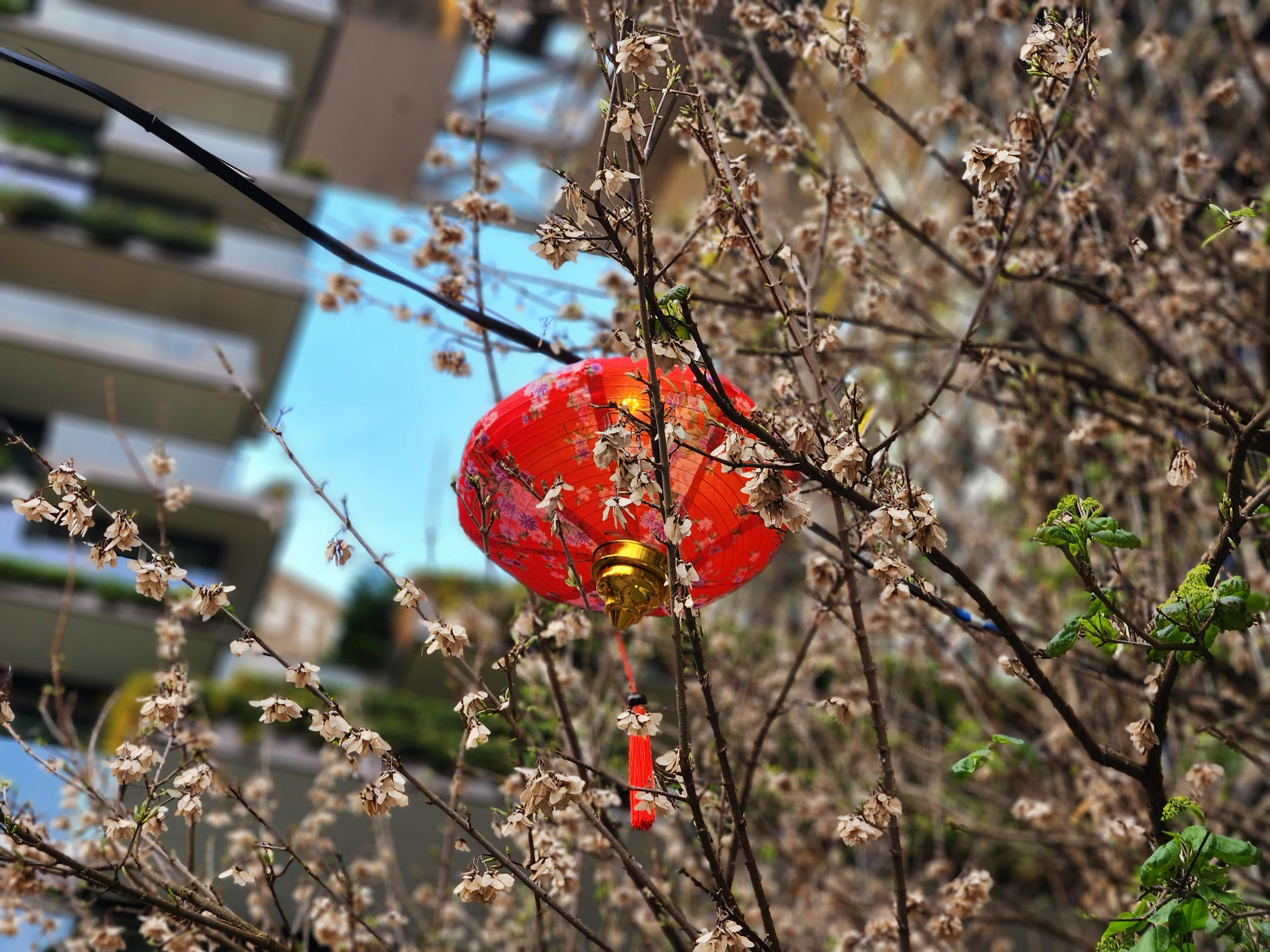 Crimson Lantern Amid Spring Blossoms and a City Backdrop