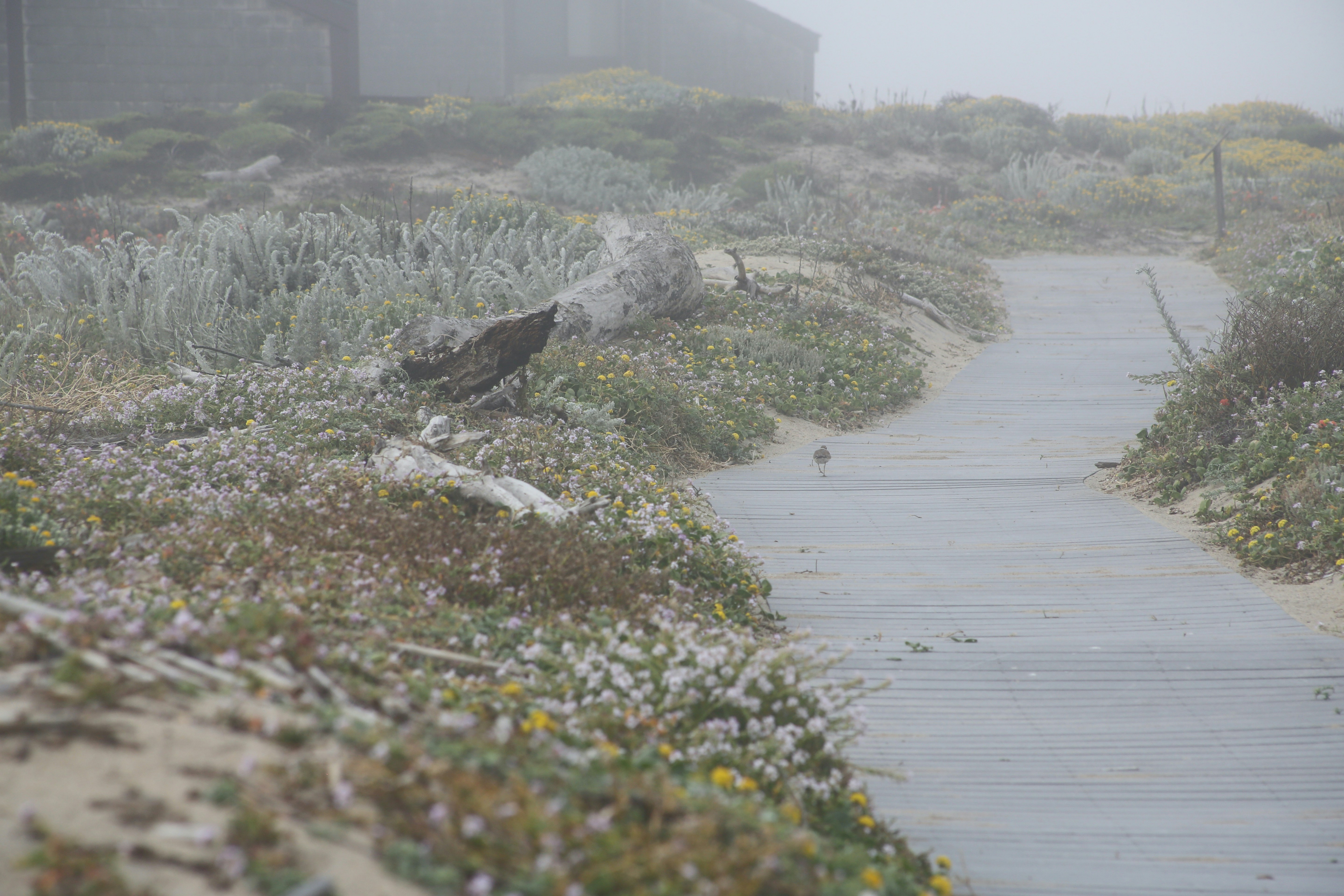 Fog-Softened Boardwalk Through Quiet Wildflowers