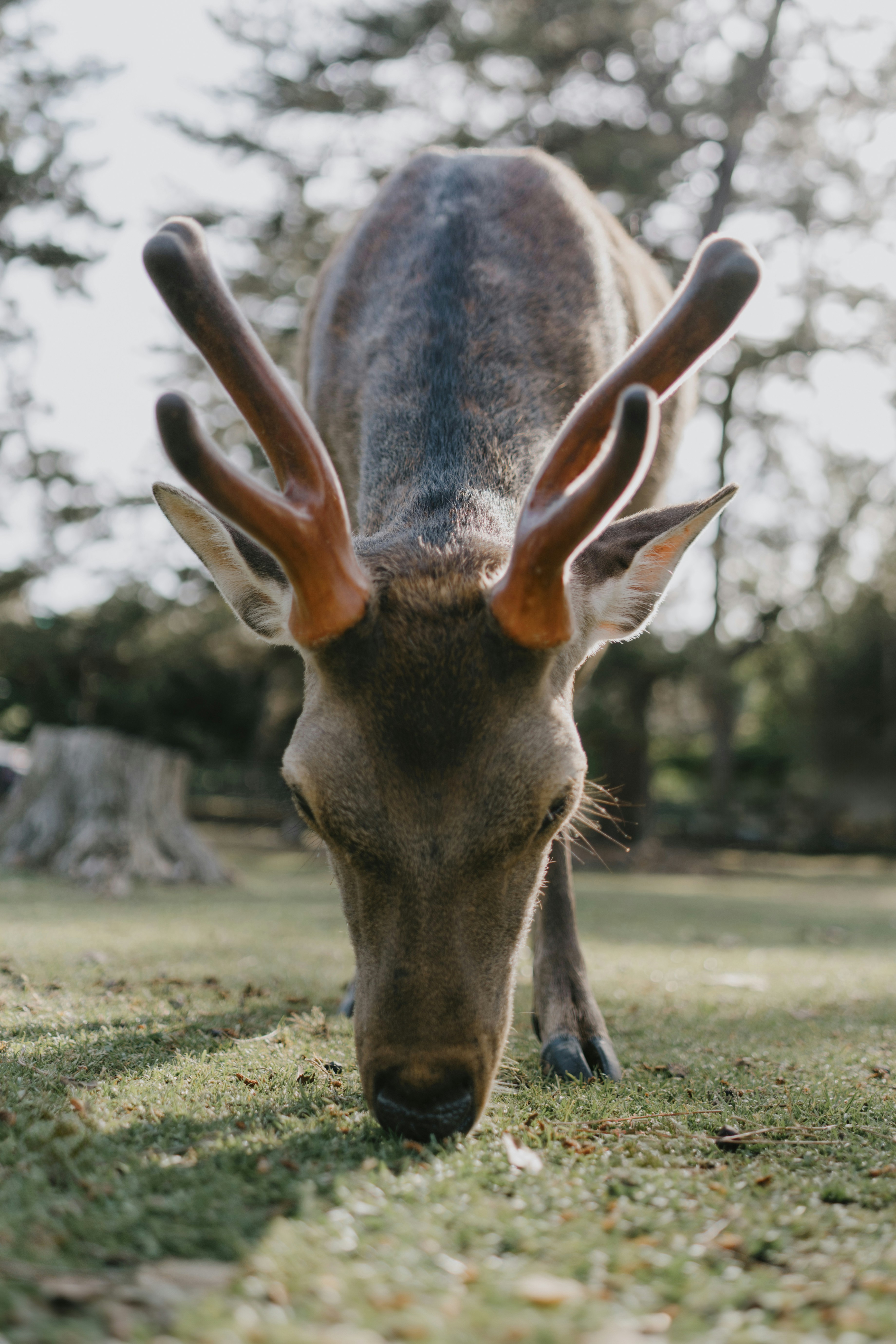 Ground-level photograph of a stag with impressive antlers grazing on grass in a quiet park.