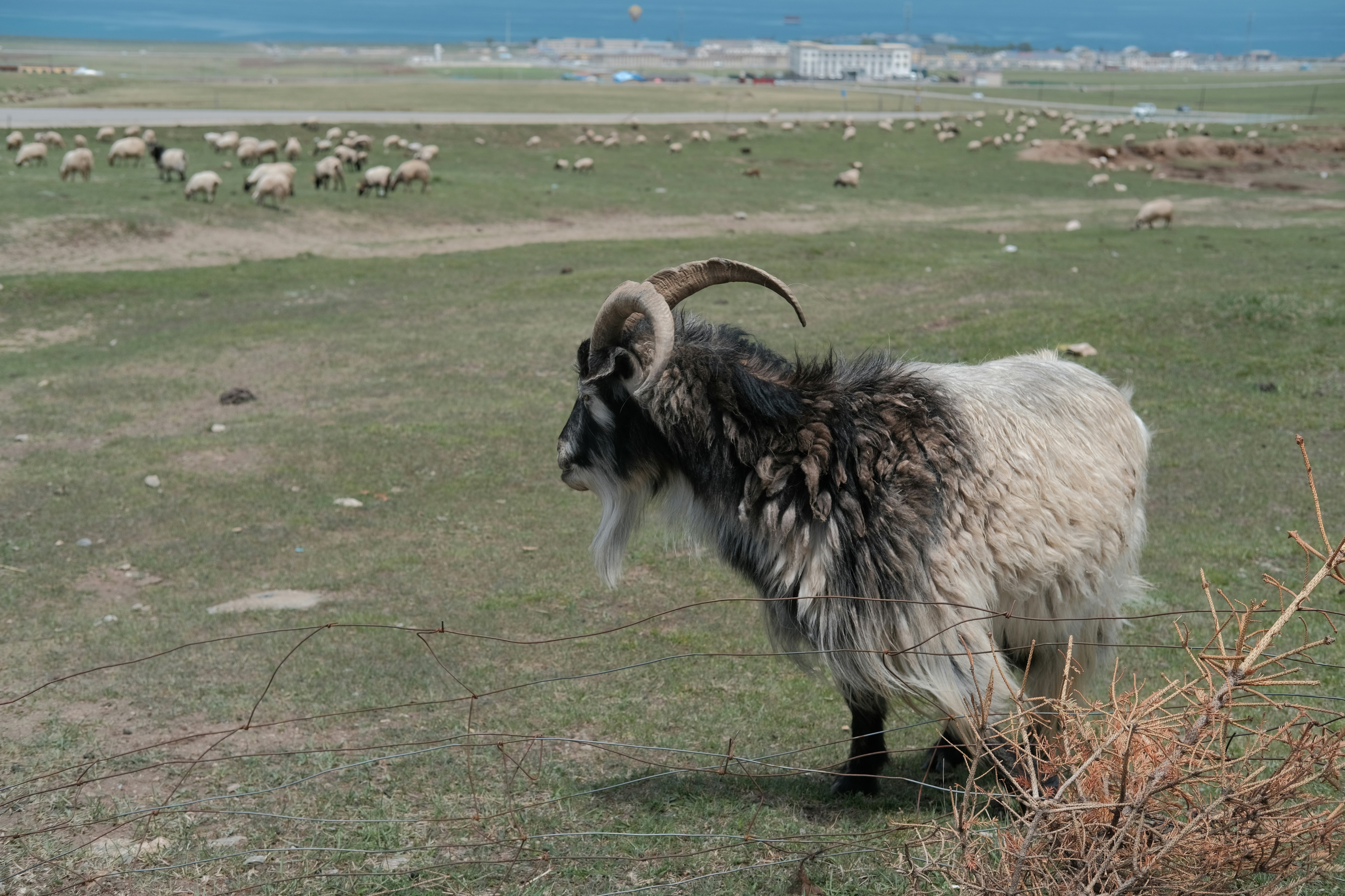 Ram on the Coastal Steppe: A Bold Sentinel Against a Distant Flock and Harbor