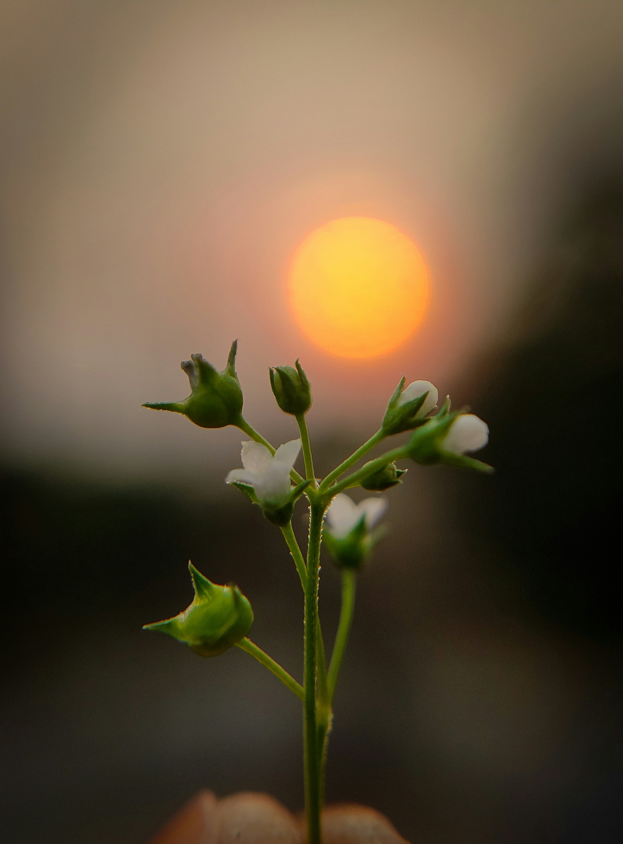 Photo by Shyamli Kashyap with Redmi Note 10 Pro