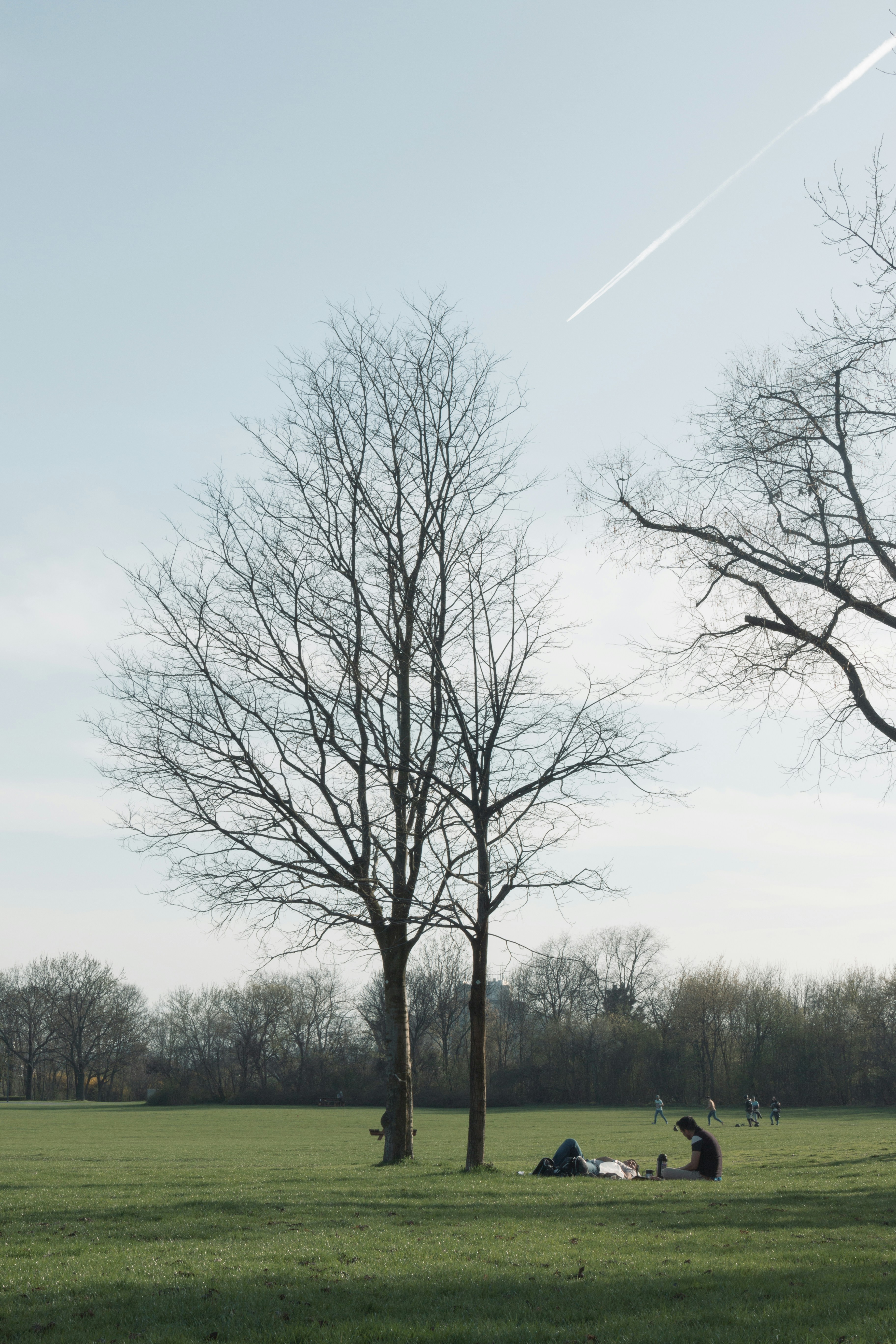 Winter Park Stillness: Two Bare Trees Over a Sunlit Lawn