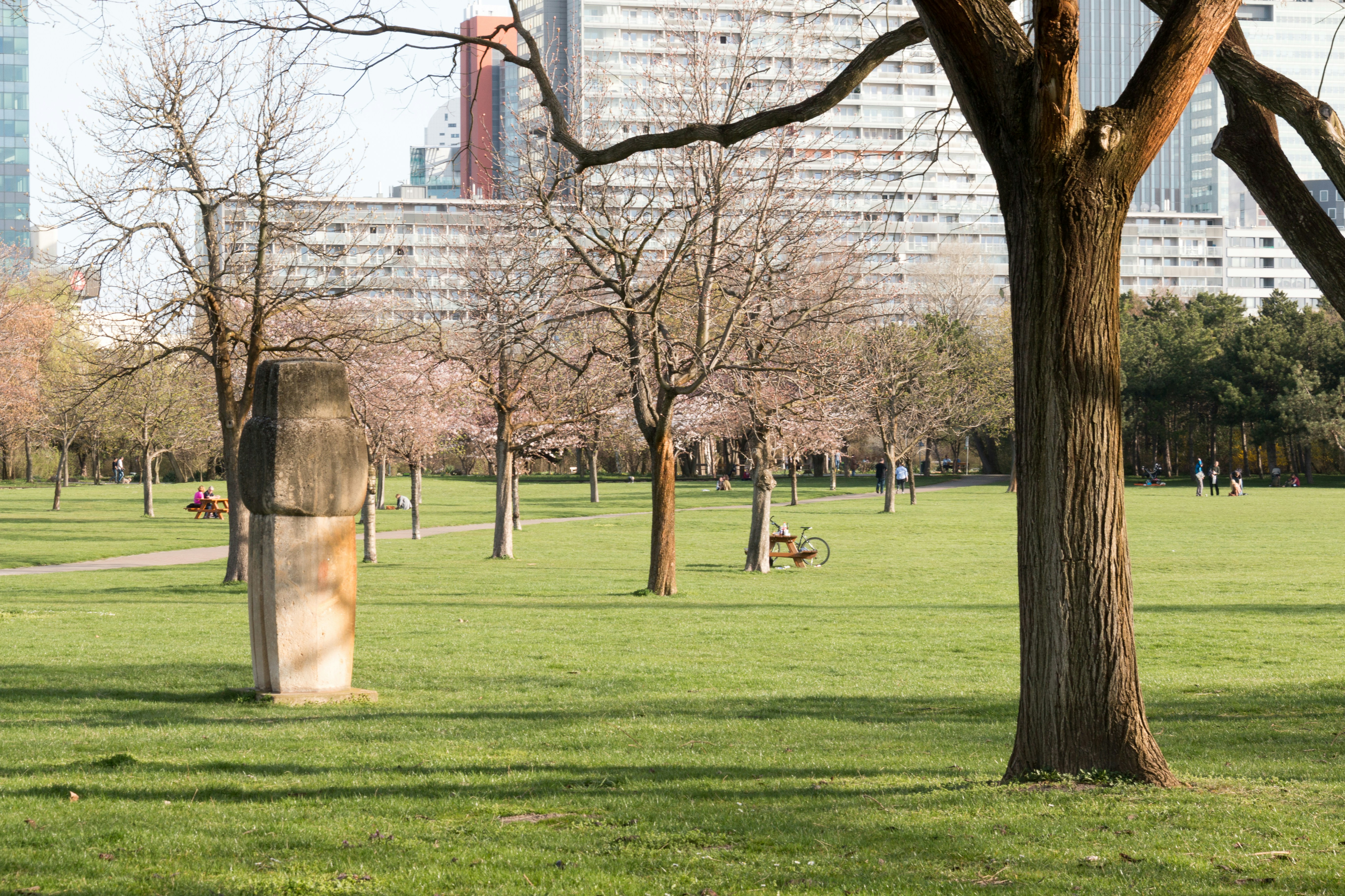 A park with trees, grass and a bench photo – Free Vienna Image on Unsplash