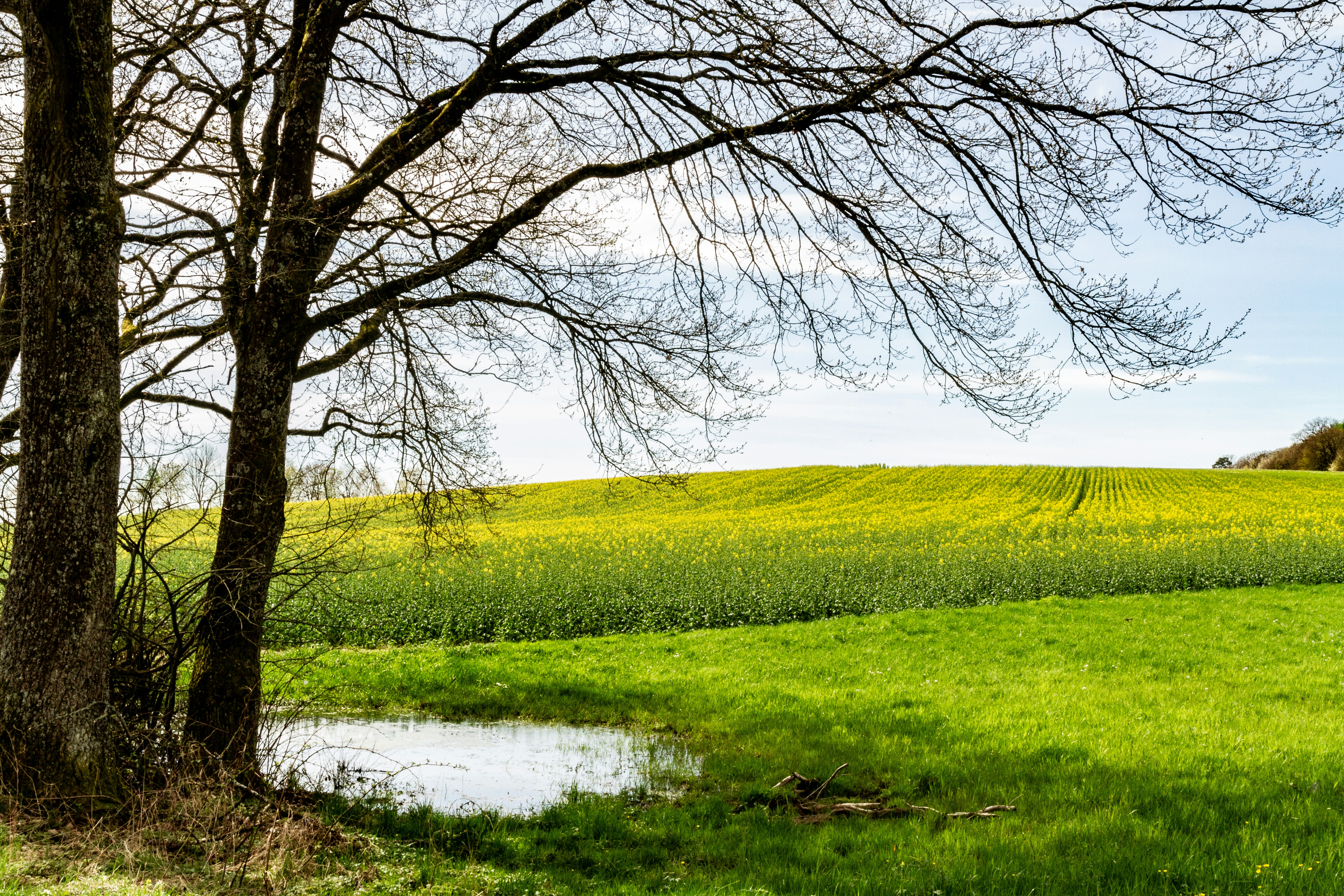 A grassy field with a stream running through it photo – Free Nature ...