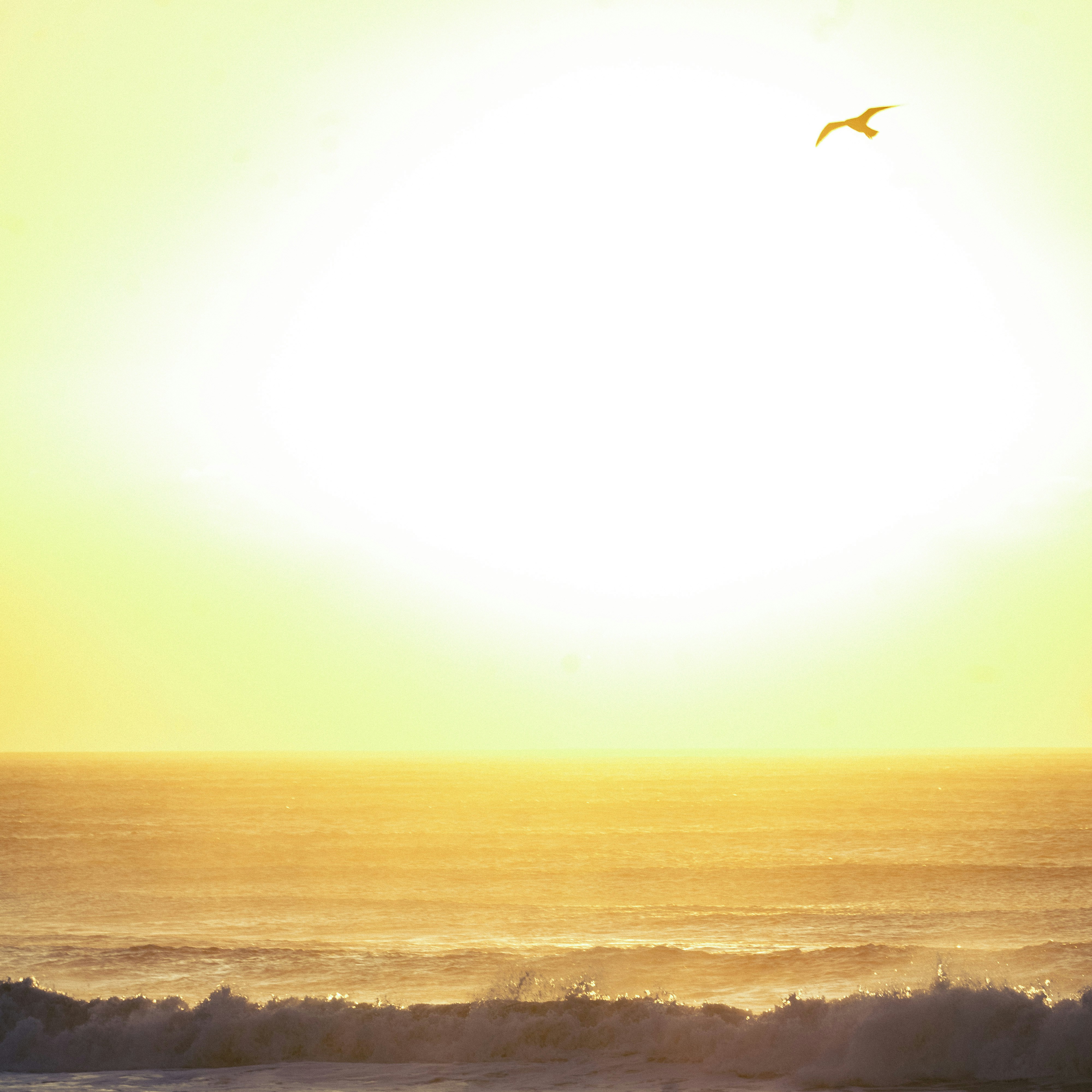 Solar Horizon over a Golden Sea, with a Seagull in Flight
