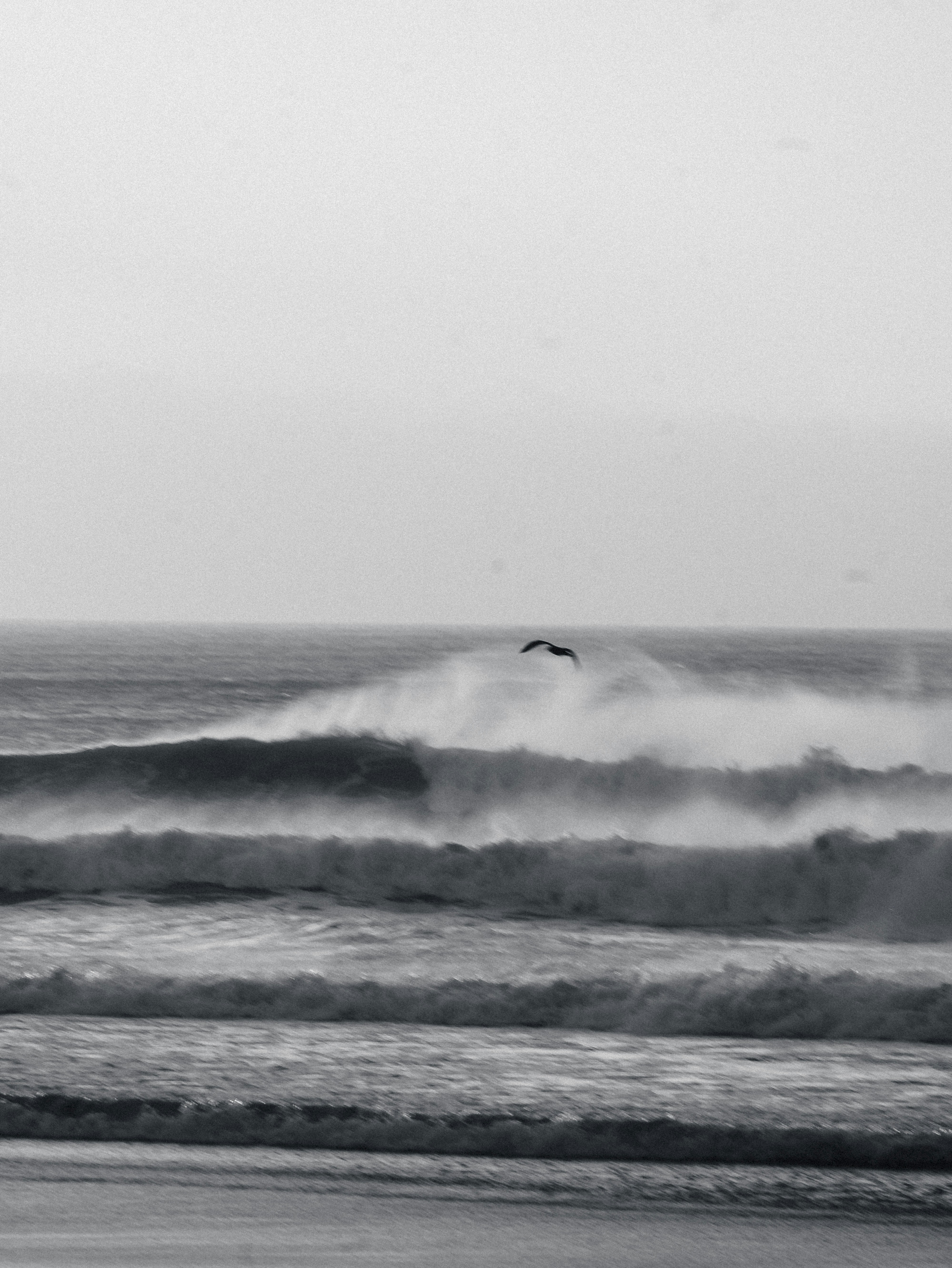 Monochrome Glide: A lone seabird over the gray Atlantic crest