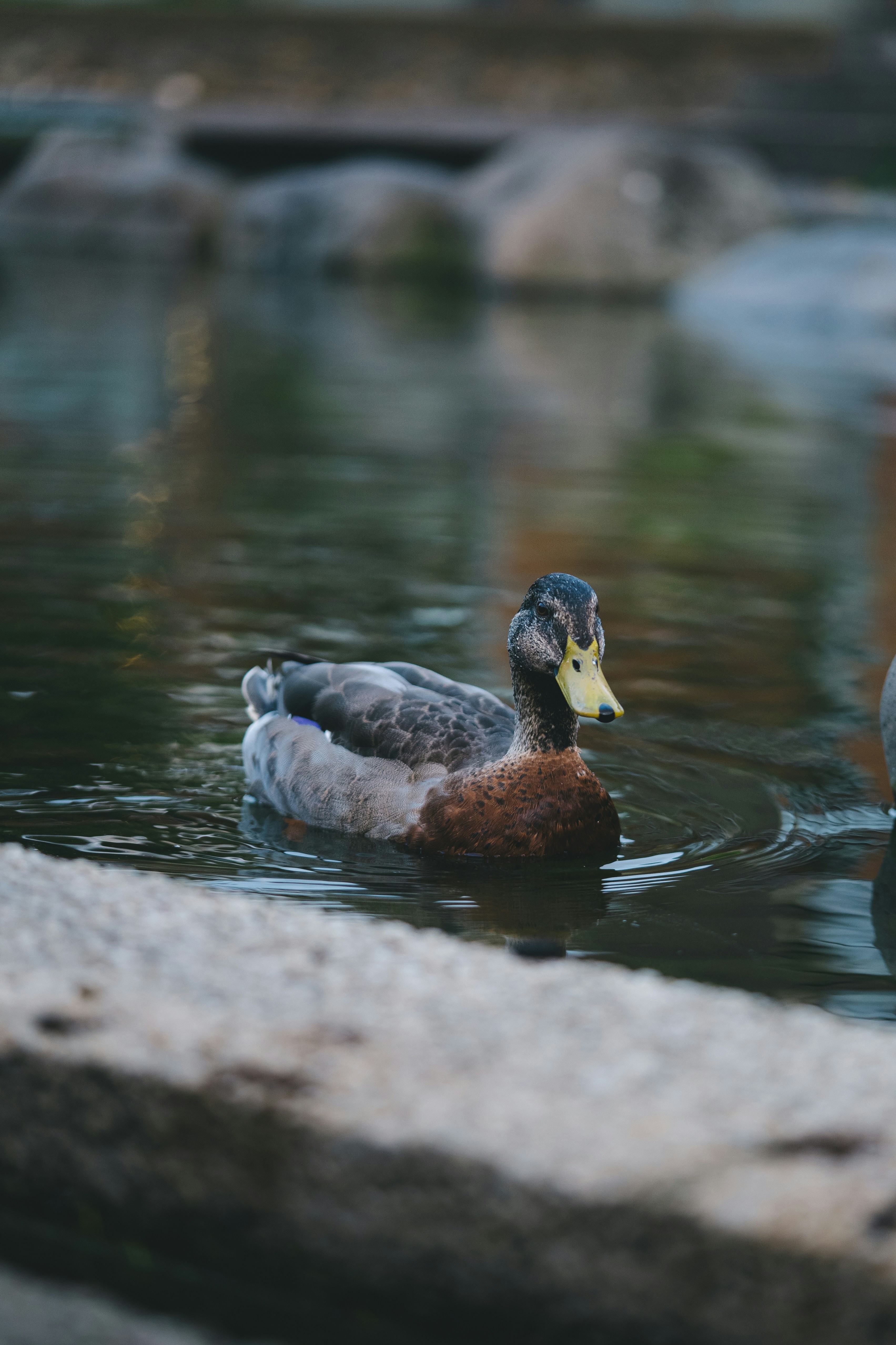 A couple of ducks are swimming in a pond photo – Free Auckland Image on ...