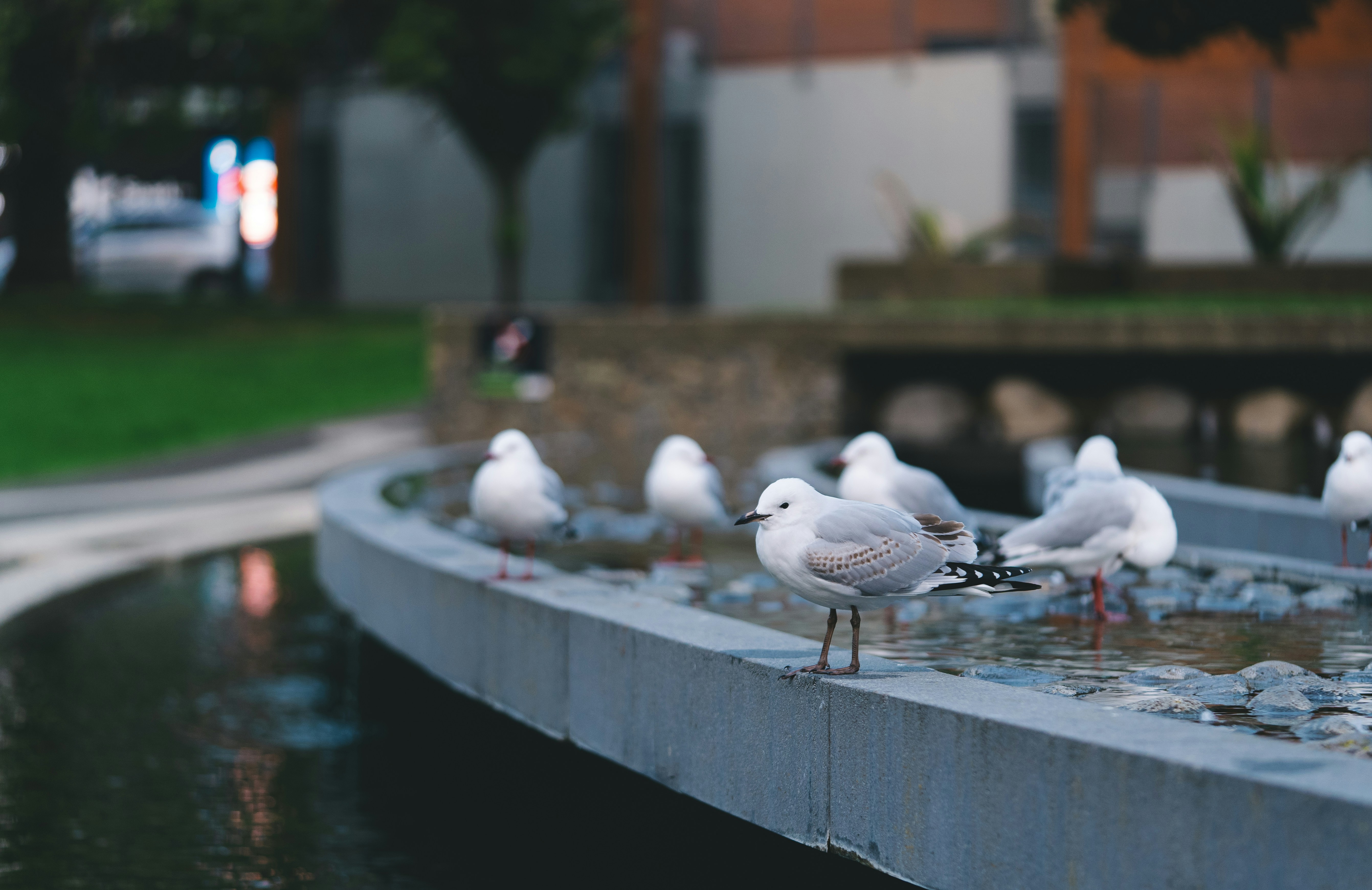 A flock of seagulls standing on a ledge next to a body of water photo ...