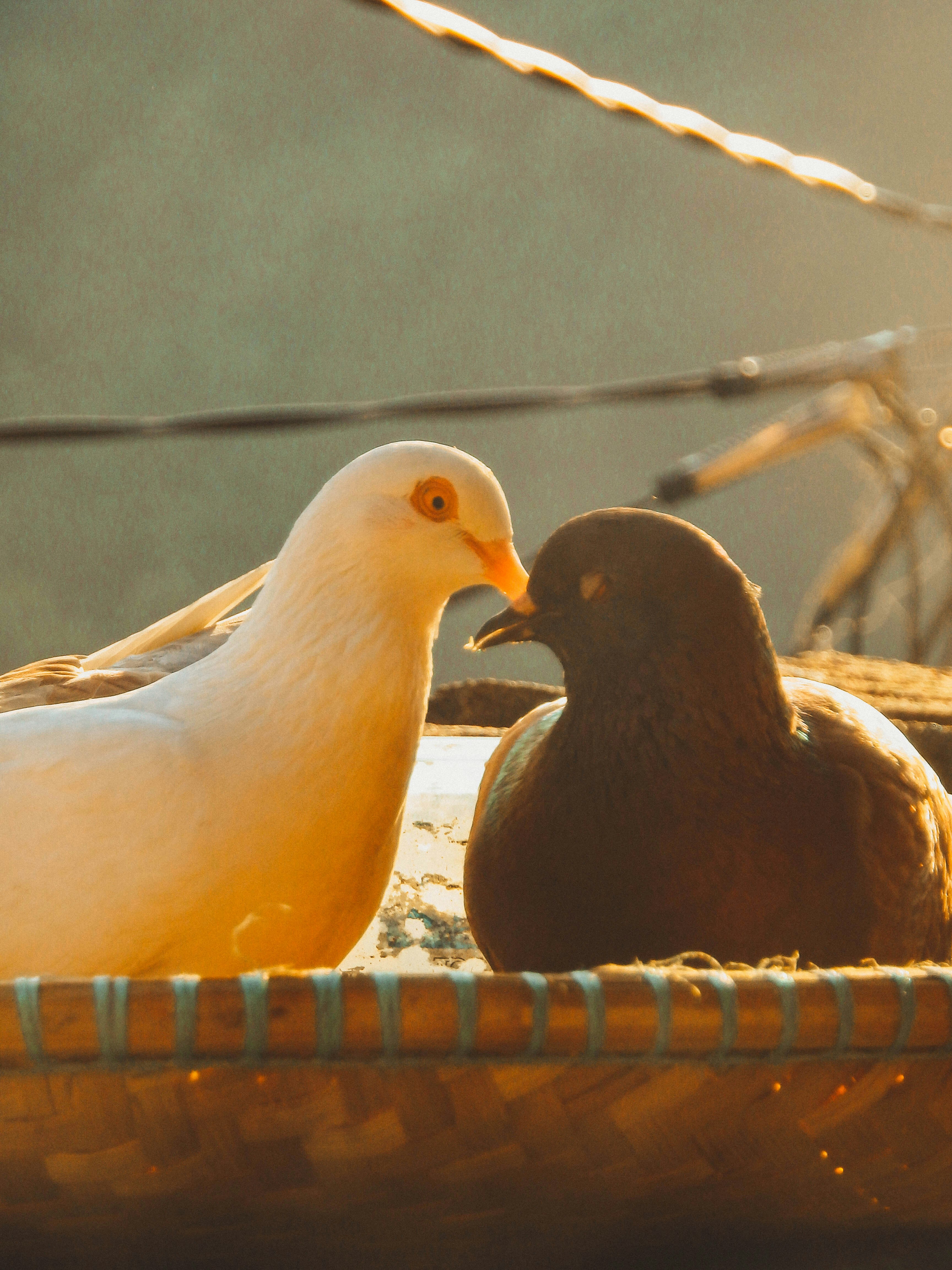 Two doves, a white albino and a dark brown mate, share a kiss atop a woven basket bathed in warm sunset light.