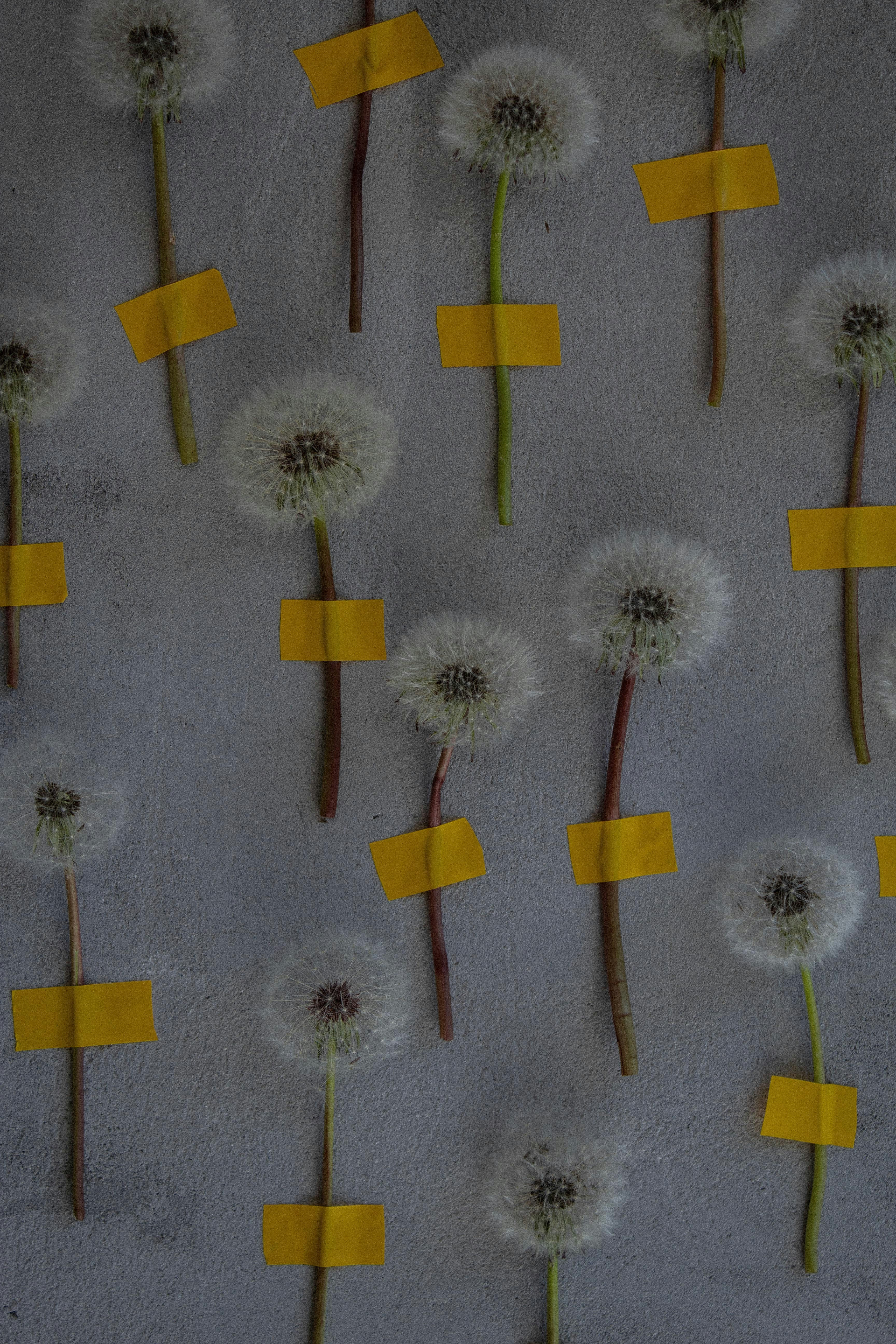 Pinned Dandelions: Yellow Tape on a Frosted Wall