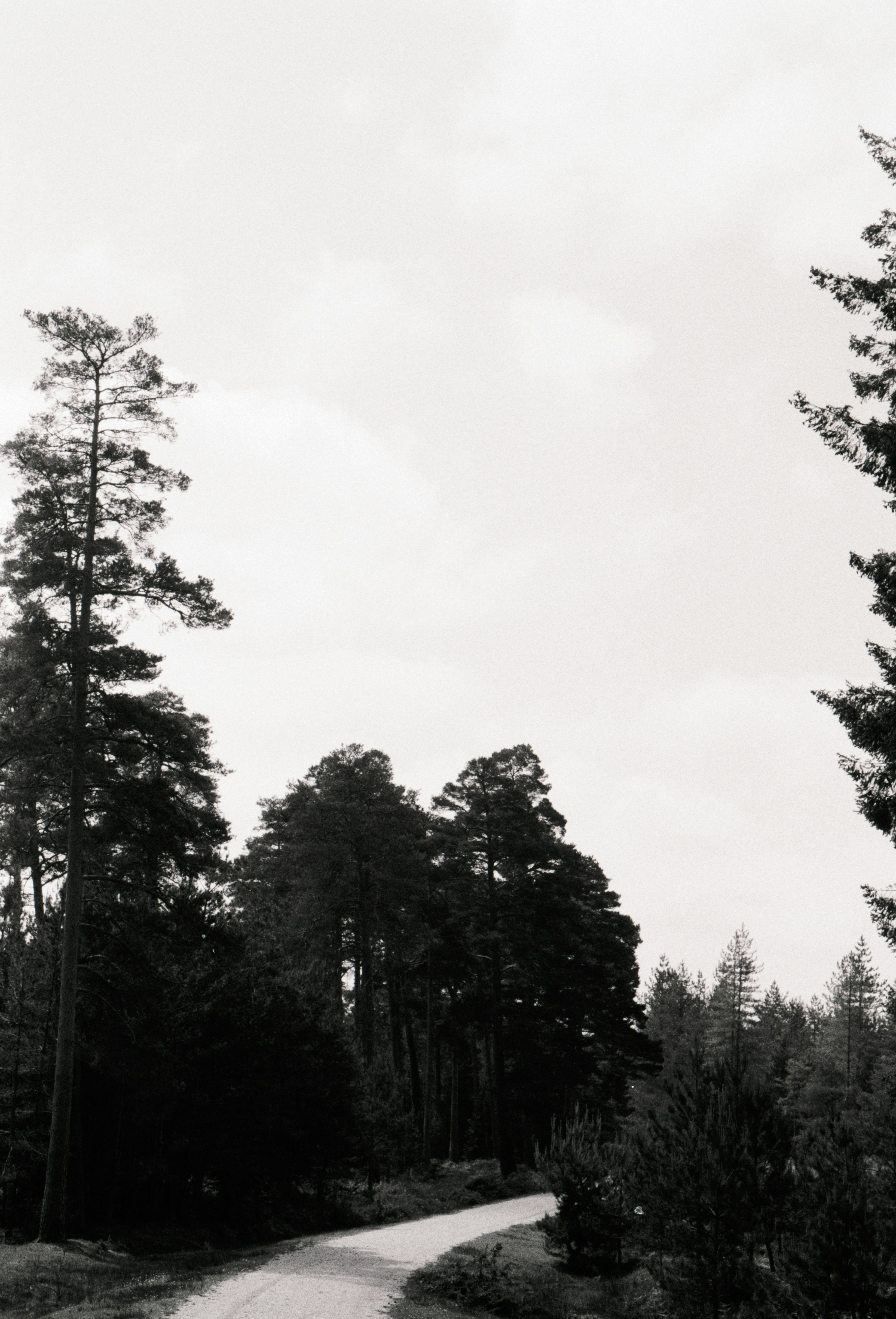 Tumblr Photography Trees