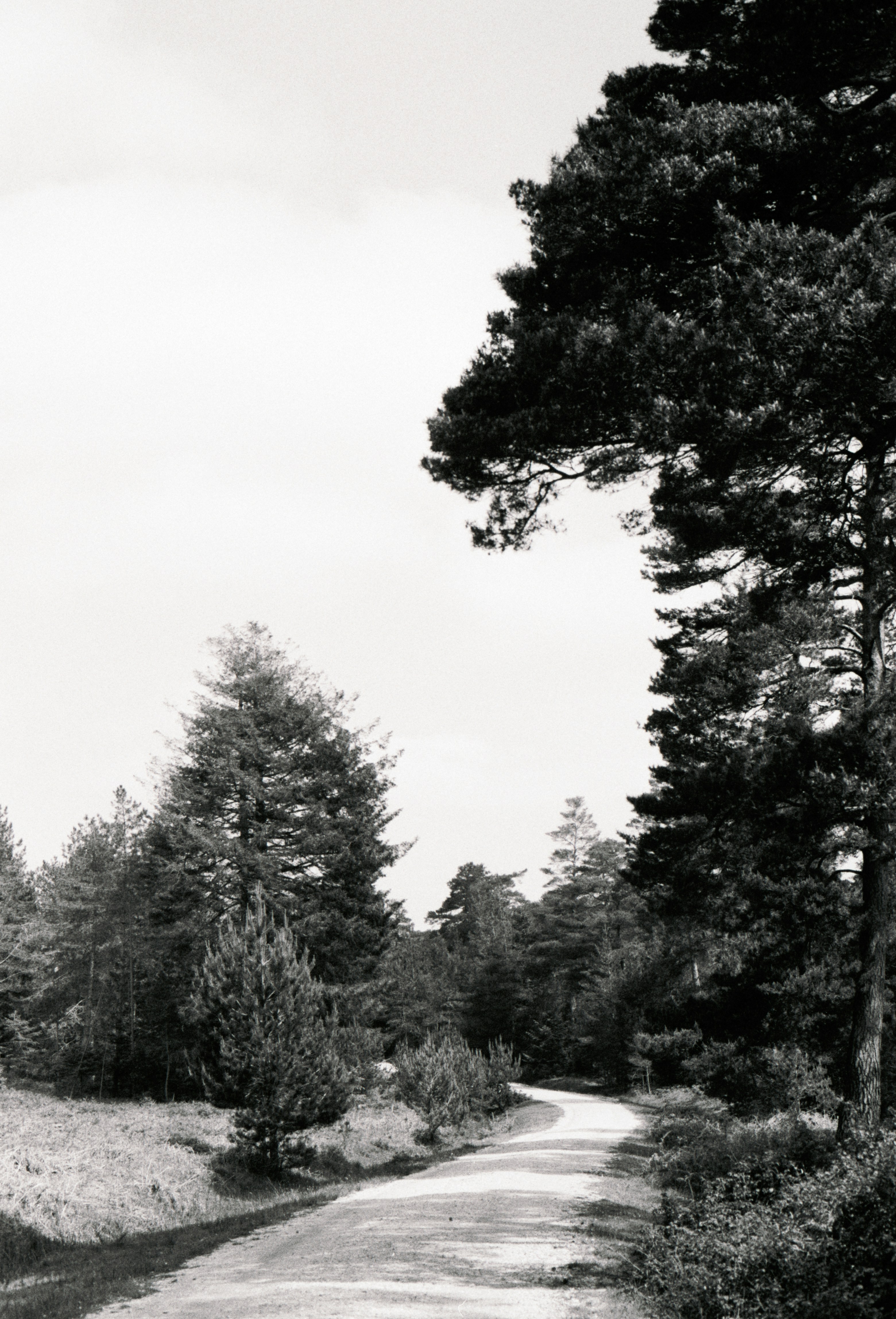 Una foto en blanco y negro de un camino rural foto – Imagen de Bosque ...