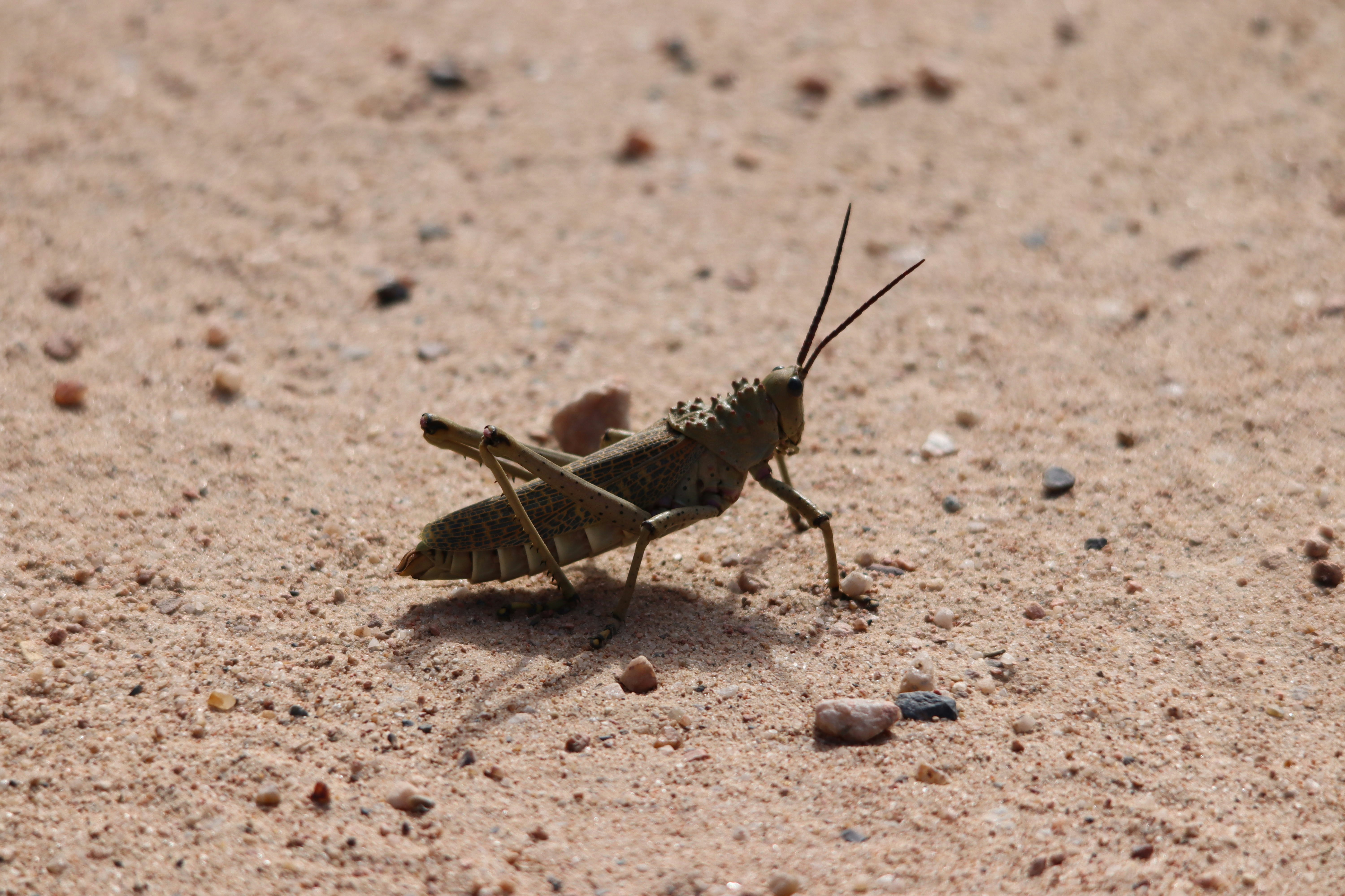 Kruger National Park - Grasshopper