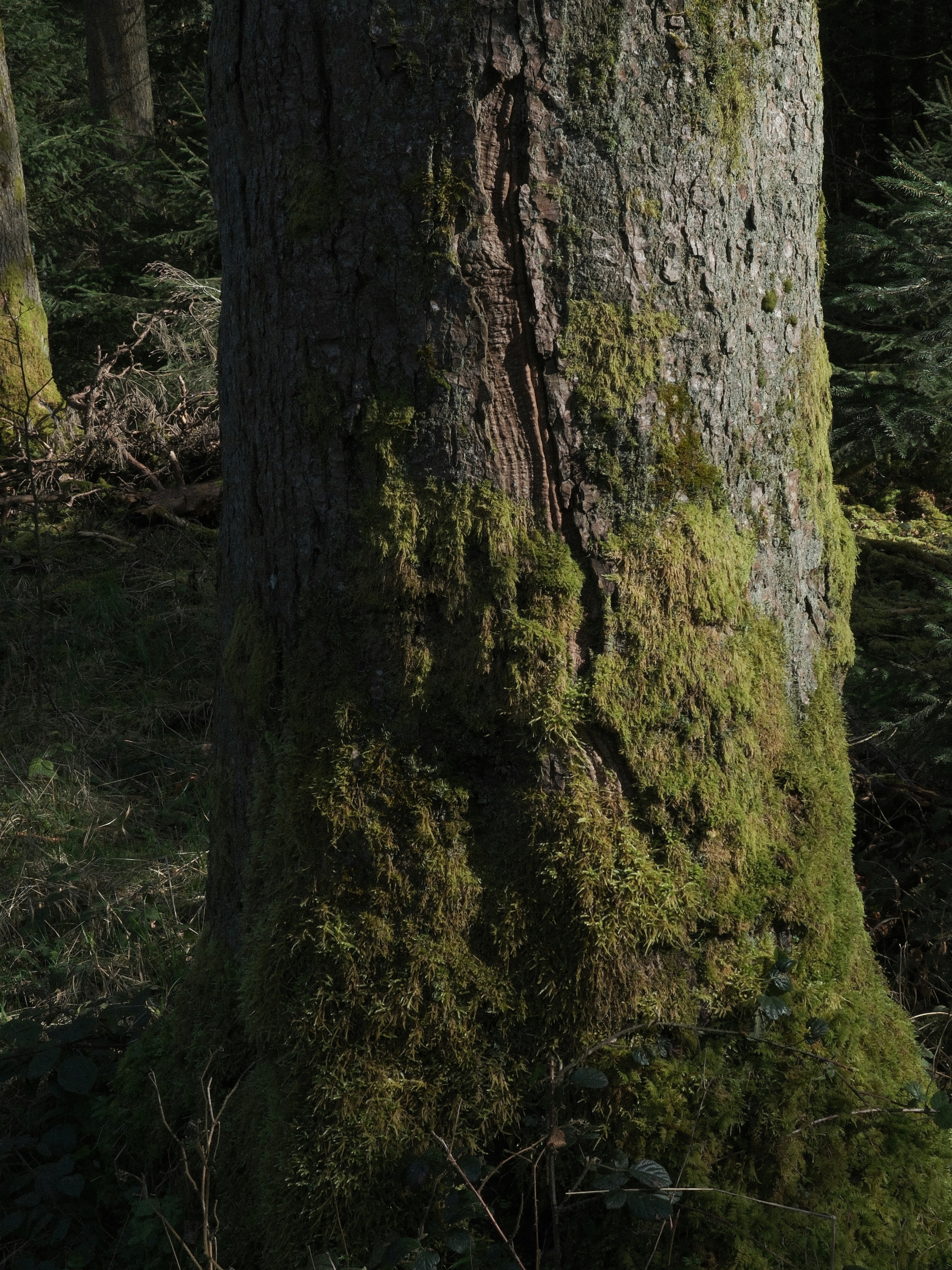 Moss-Cloaked Trunk: Texture Portrait of a Quiet Forest