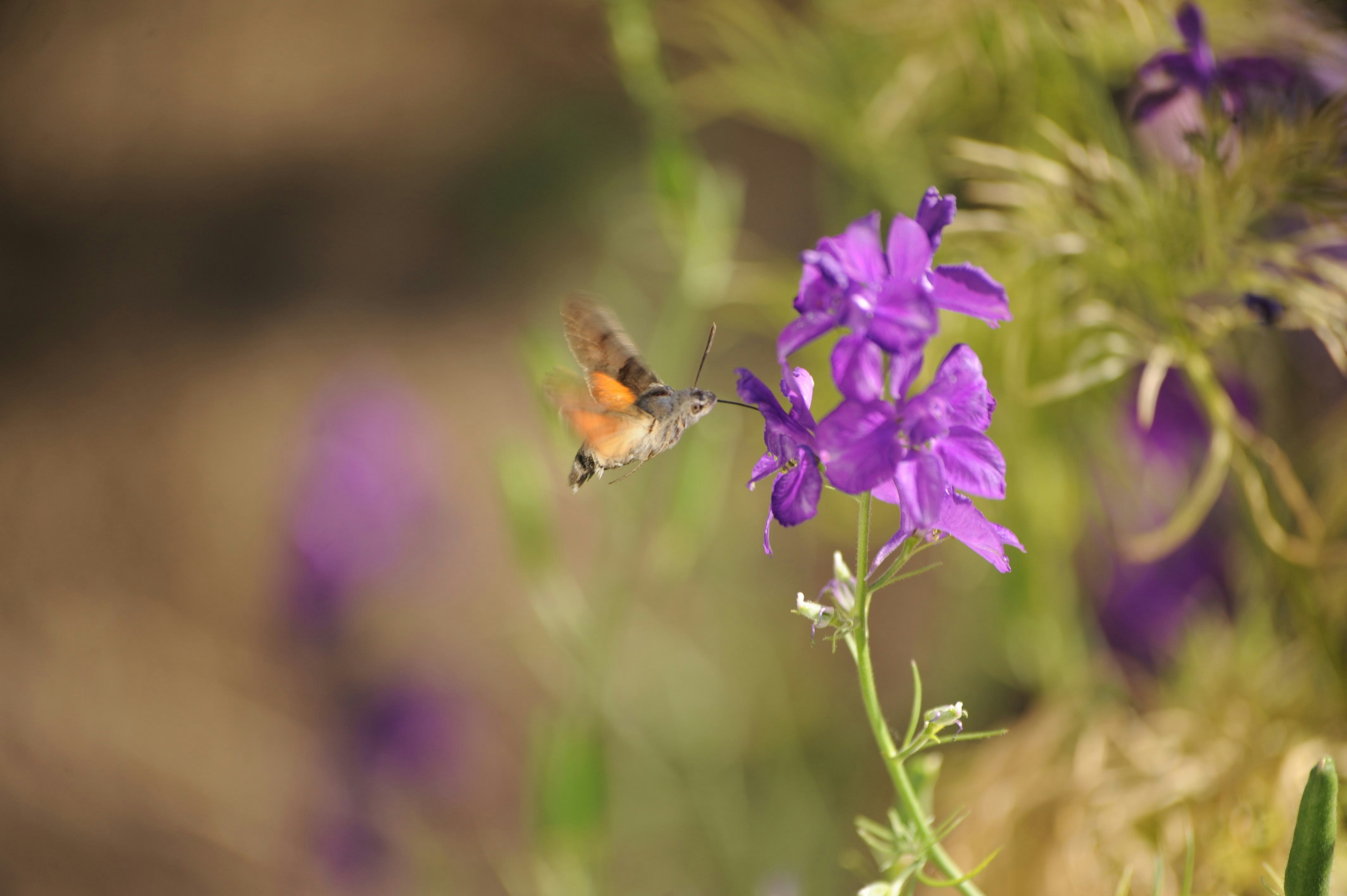 Amber-Tipped Butterfly on a Purple Bloom