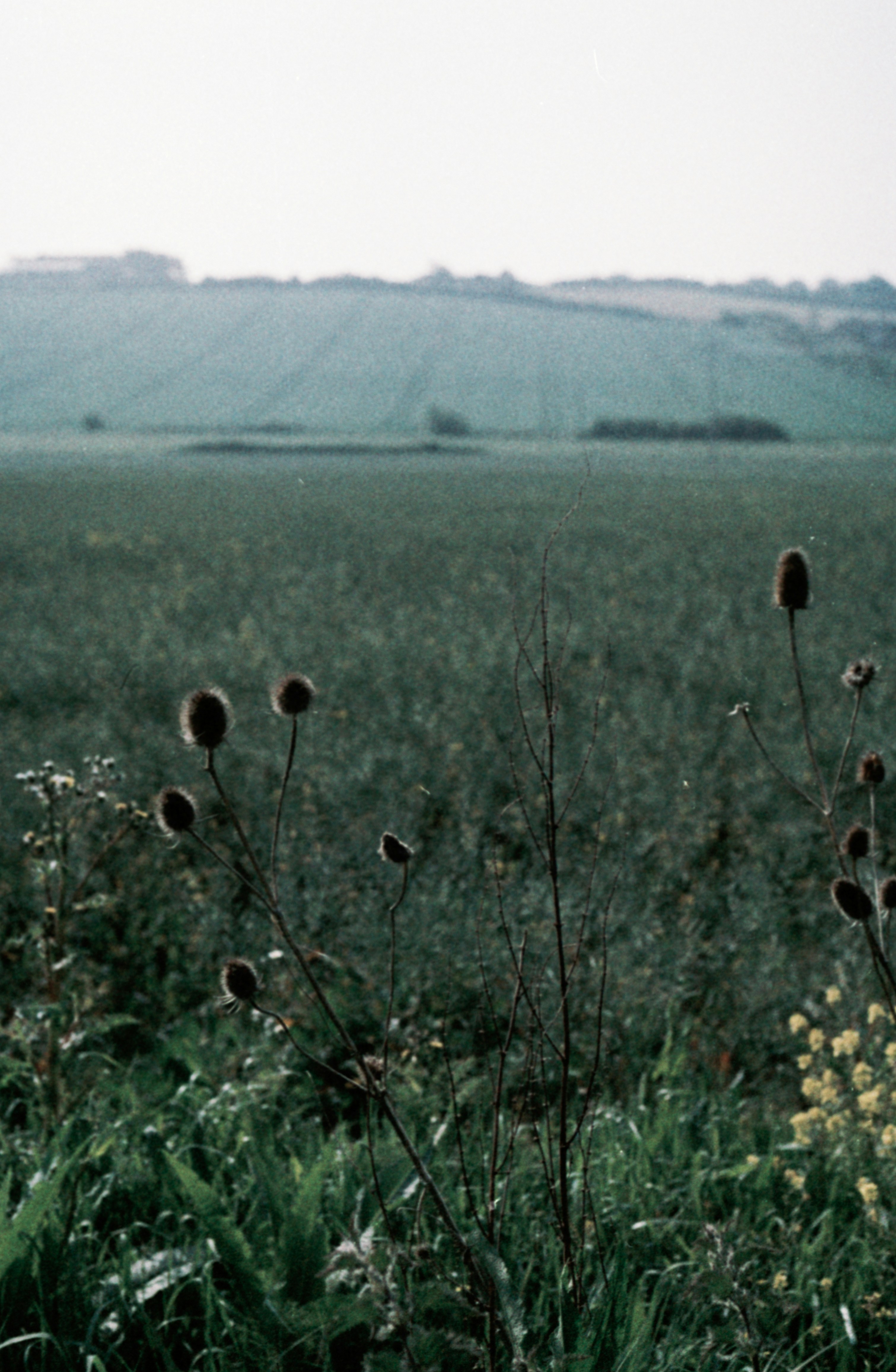 A field with a bunch of flowers in the middle of it photo – Free Nature ...