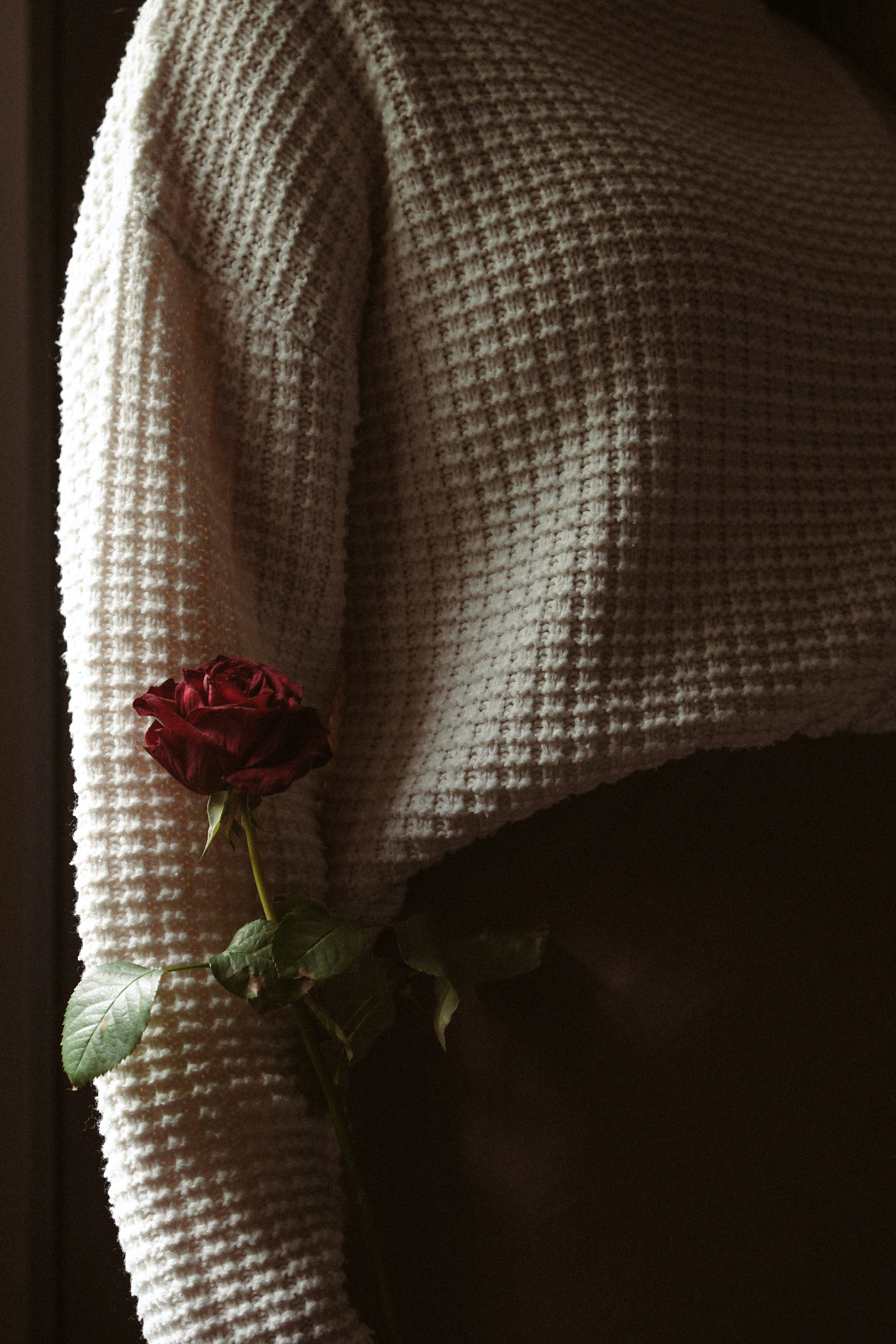 Crimson Rose on a Whispering Woolen Texture
