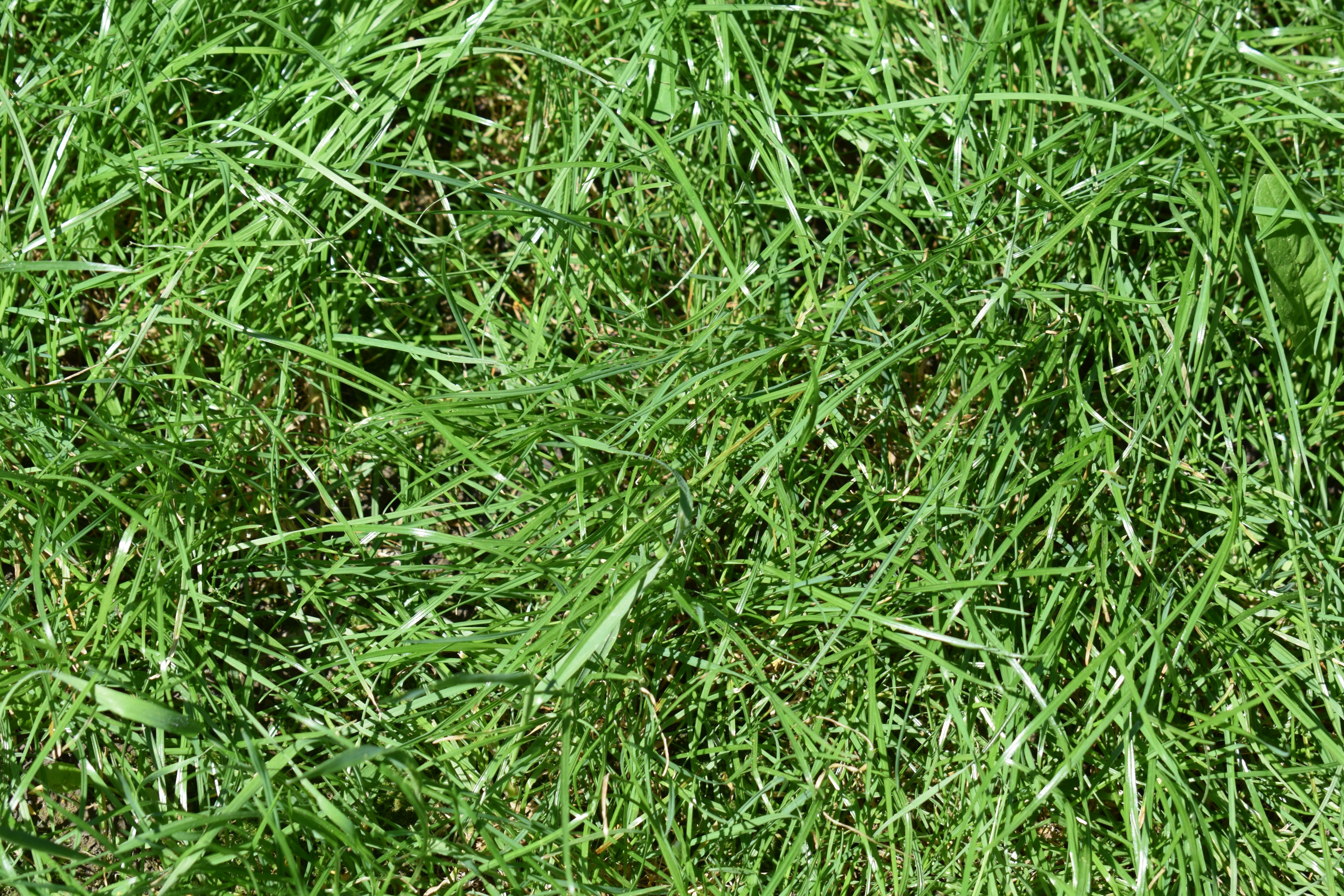 A close up of a green grass field photo – Free Green Image on Unsplash